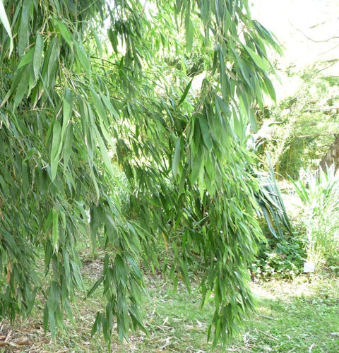 Bambú Phyllostachys decora : venta Bambú Phyllostachys decora ...