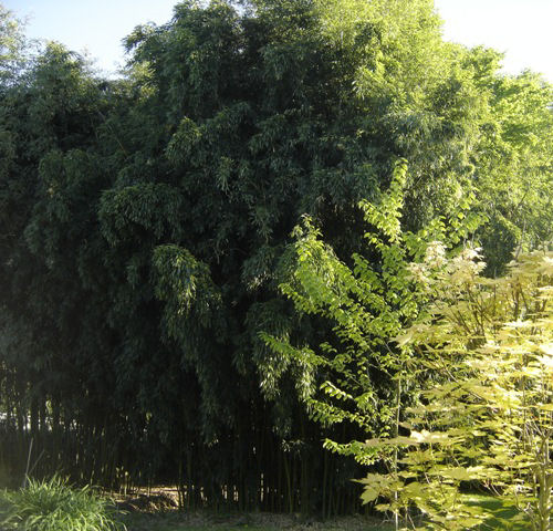 Bambú Phyllostachys decora : venta Bambú Phyllostachys decora ...