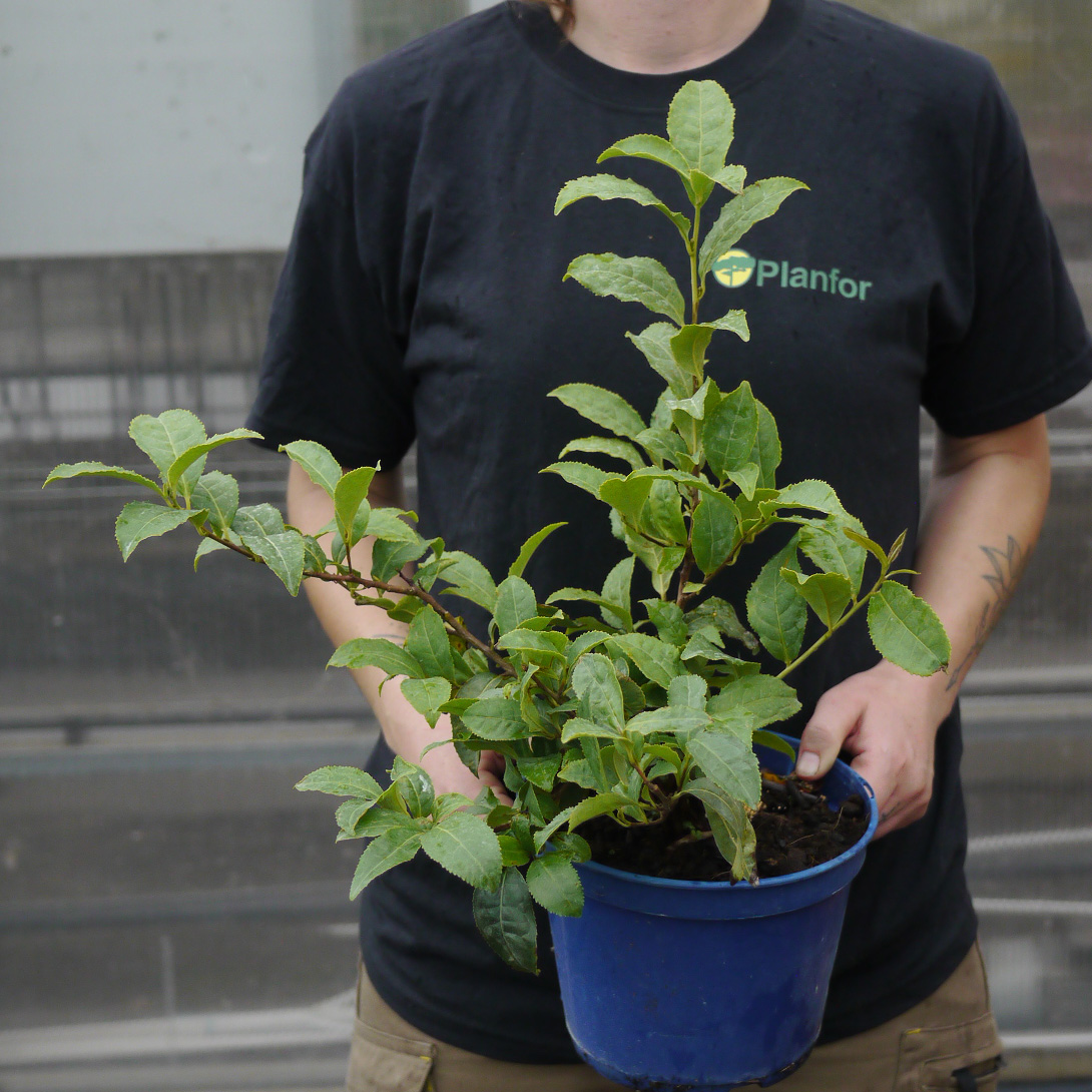 Árbol del Té, Planta de Té : venta Árbol del Té, Planta de Té ...