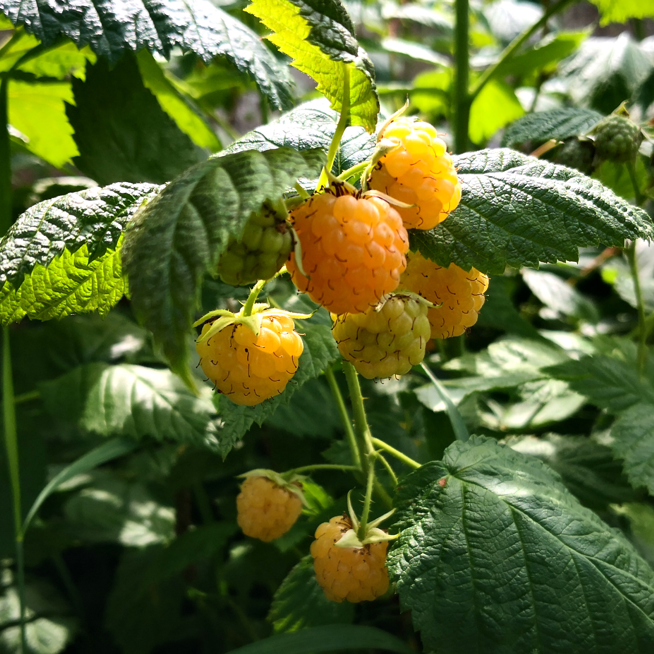 Frambueso amarillo remontante : venta Frambueso amarillo remontante ...