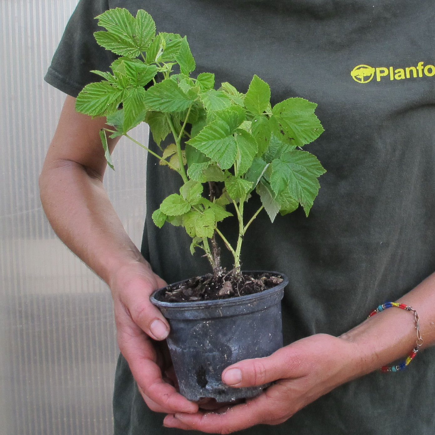 Frambueso amarillo remontante : venta Frambueso amarillo remontante ...