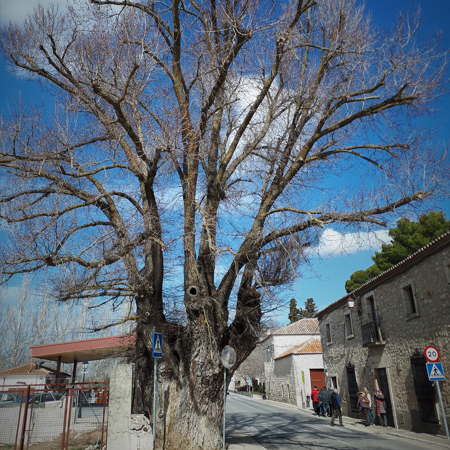 Olmo común, negrillo : venta Olmo común, negrillo / Ulmus minor