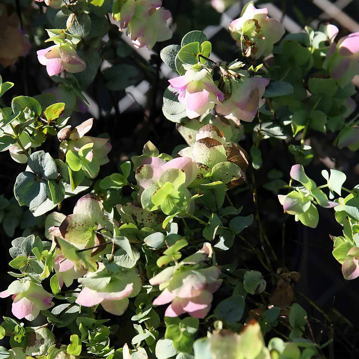 Orégano 'Kent Beauty' : venta Orégano 'Kent Beauty' / Origanum 'Kent ...