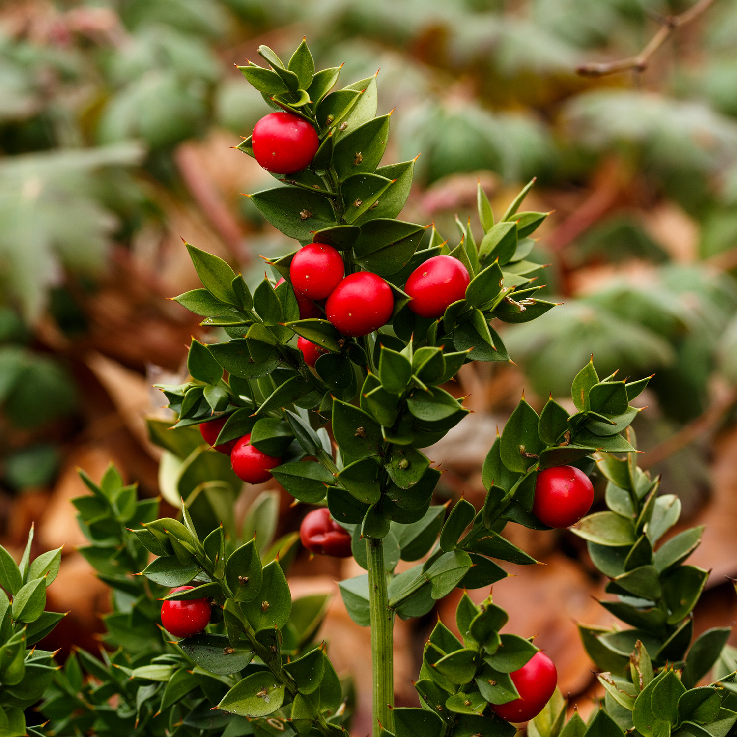 Fragon Pequeño acebo : venta Fragon Pequeño acebo / Ruscus aculeatus