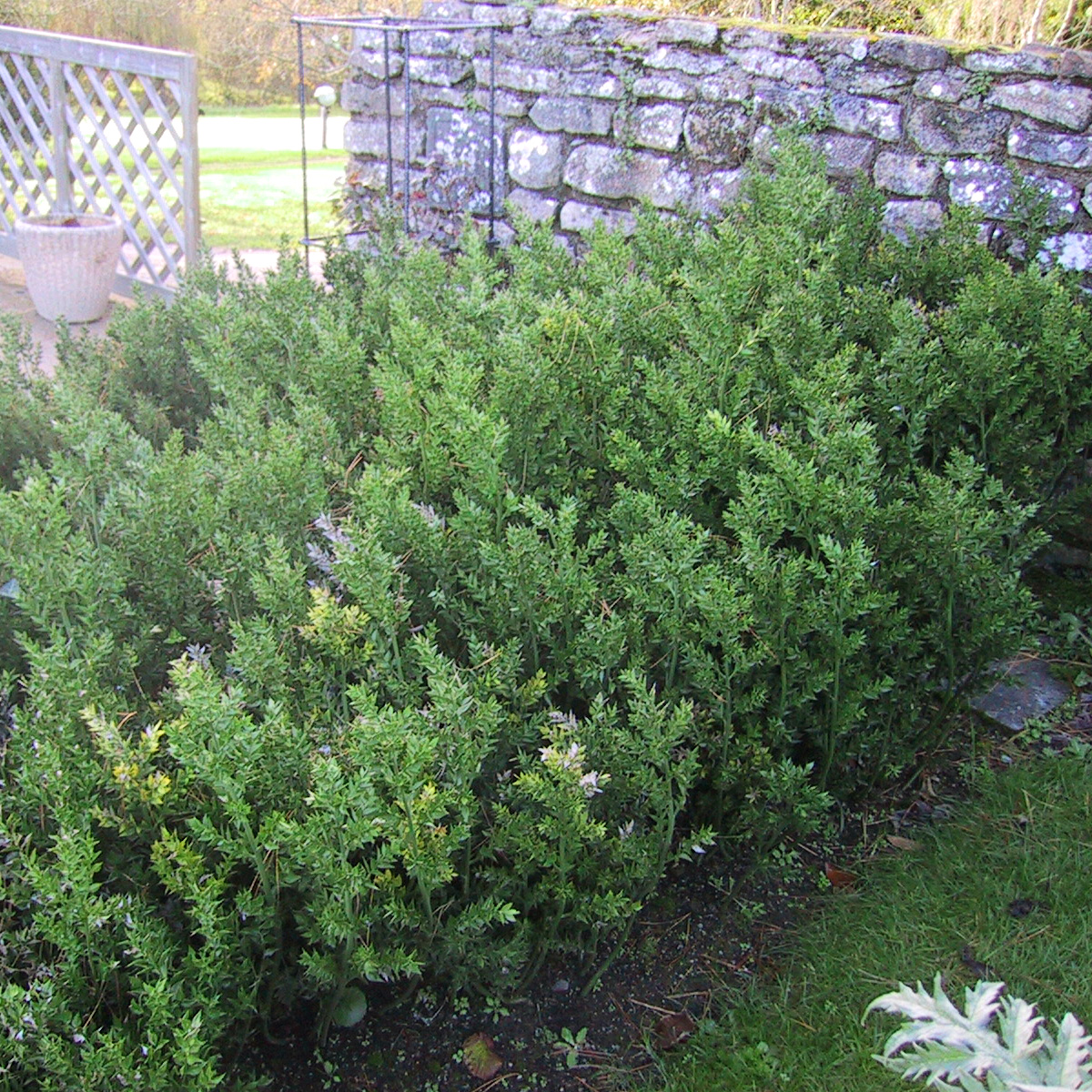 Fragon Pequeño acebo : venta Fragon Pequeño acebo / Ruscus aculeatus