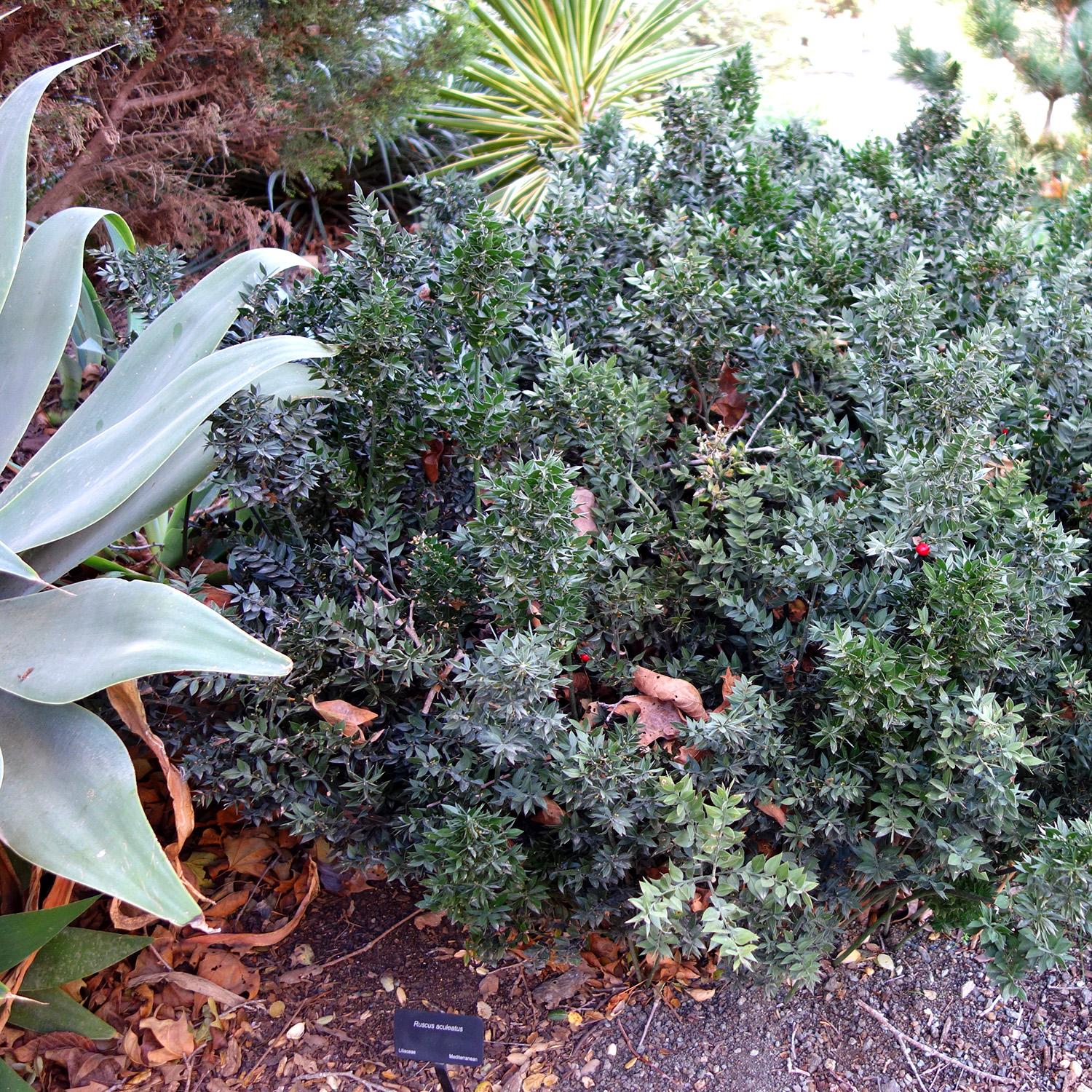 Fragon Pequeño acebo : venta Fragon Pequeño acebo / Ruscus aculeatus