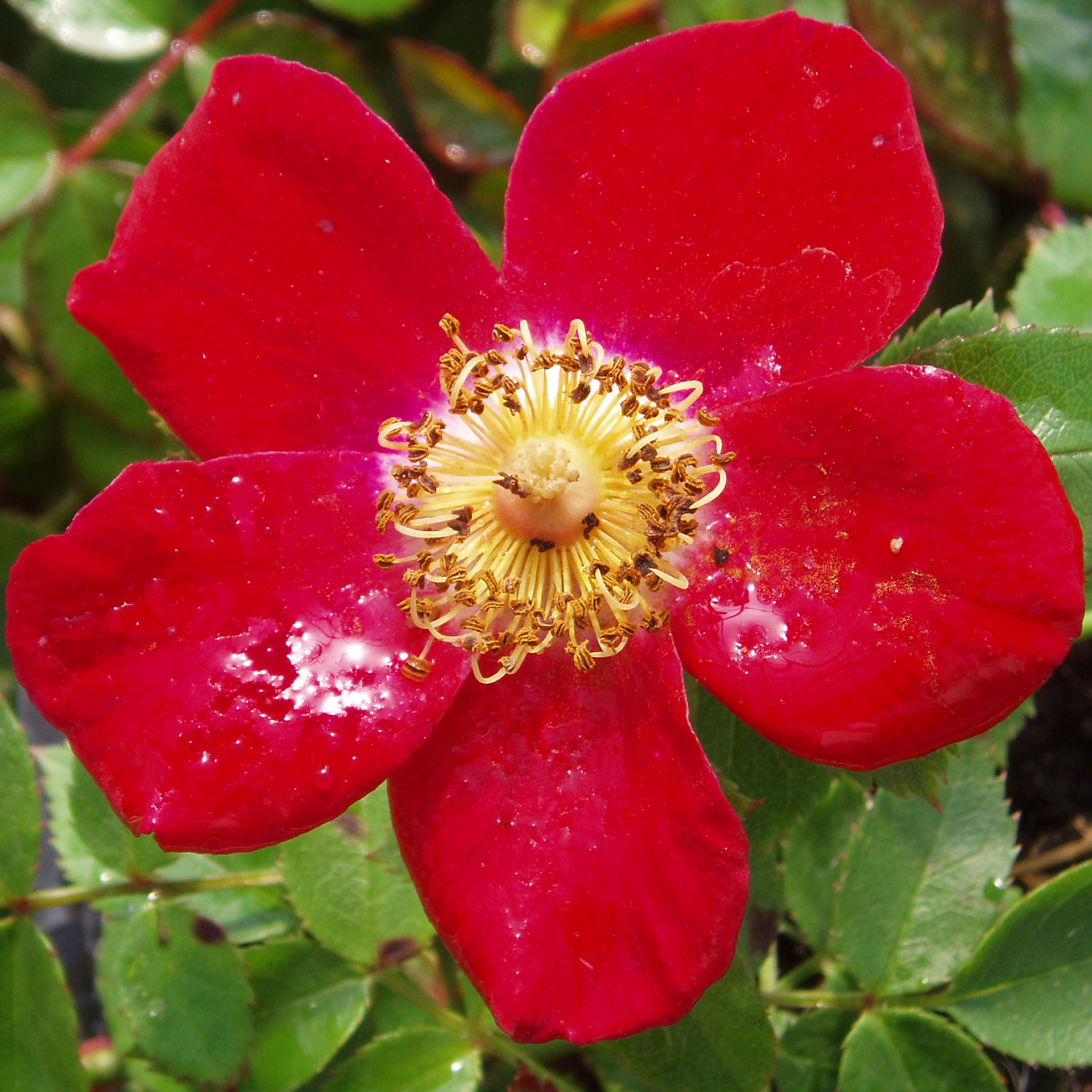 Rosal 'Red Velvet' : venta Rosal 'Red Velvet' / Rosa Red Velvet