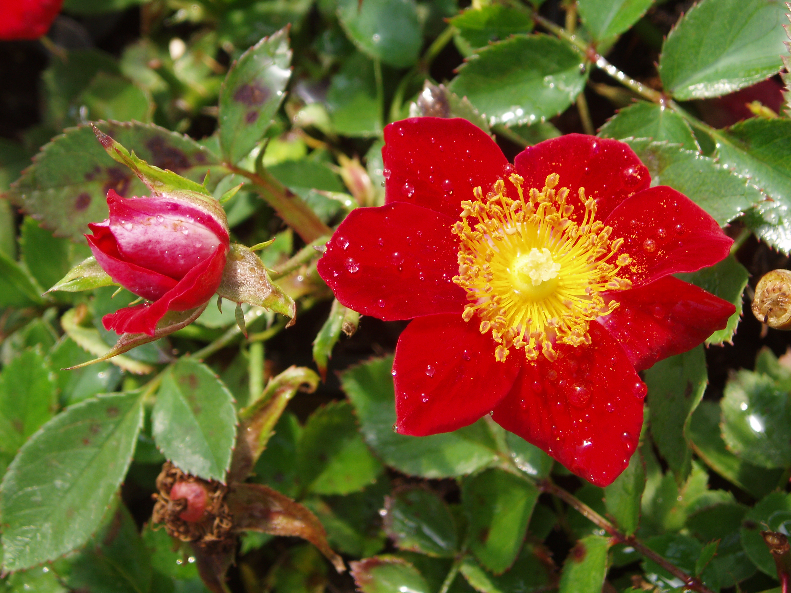 Rosal 'Red Velvet' : venta Rosal 'Red Velvet' / Rosa Red Velvet