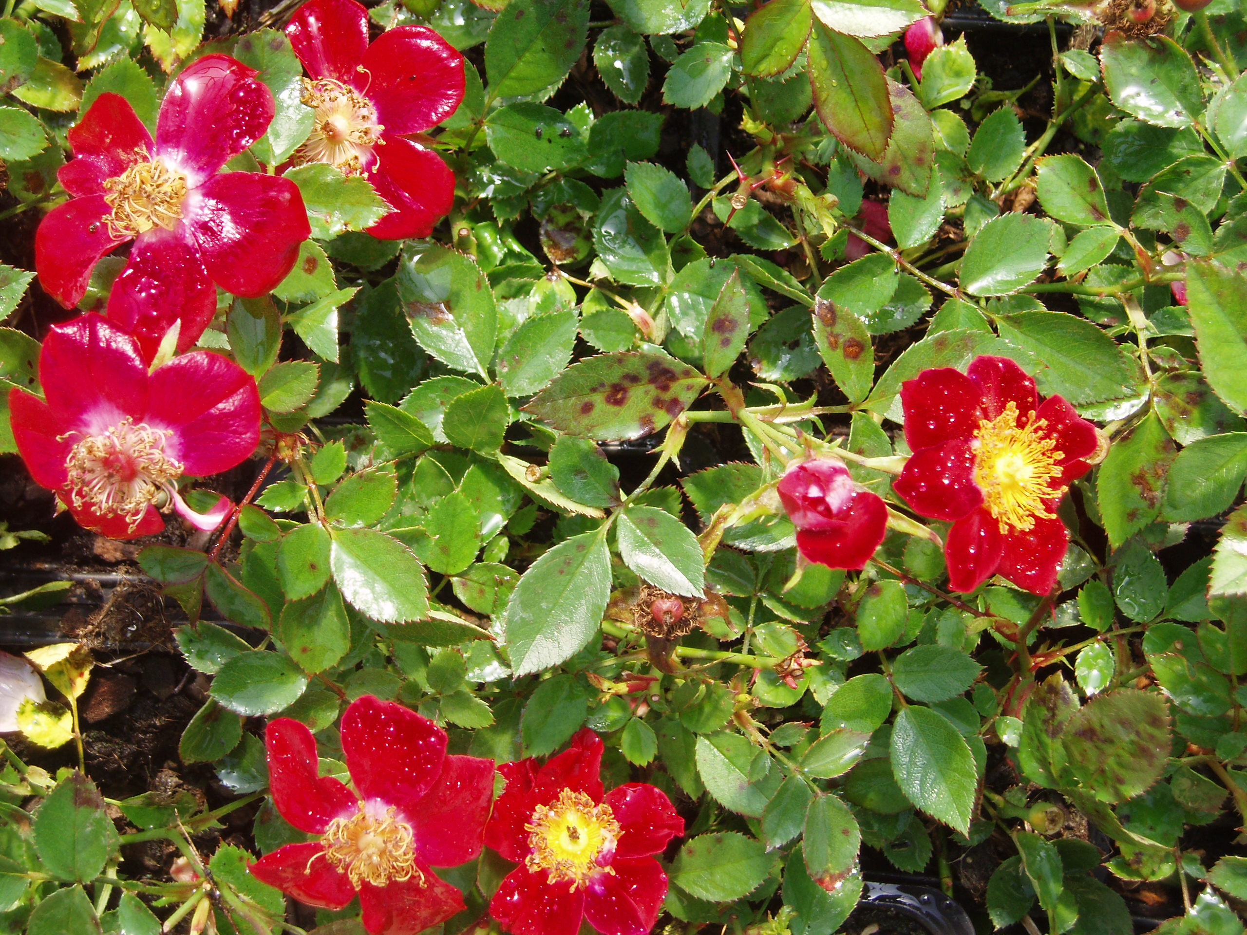 Rosal 'Red Velvet' : venta Rosal 'Red Velvet' / Rosa Red Velvet