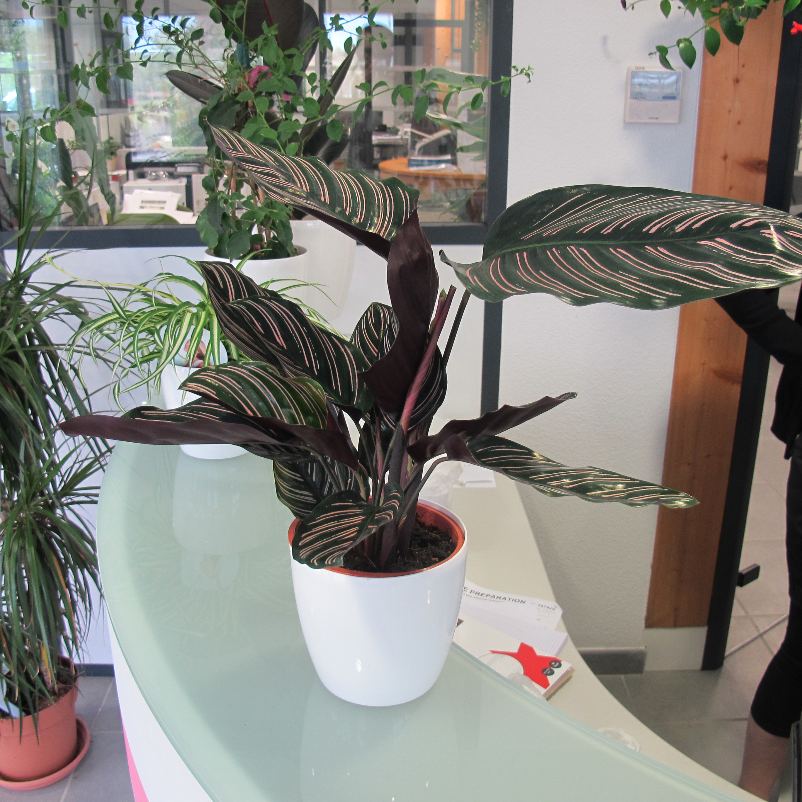 Calathea, follaje rosa : venta Calathea, follaje rosa / Calathea S R