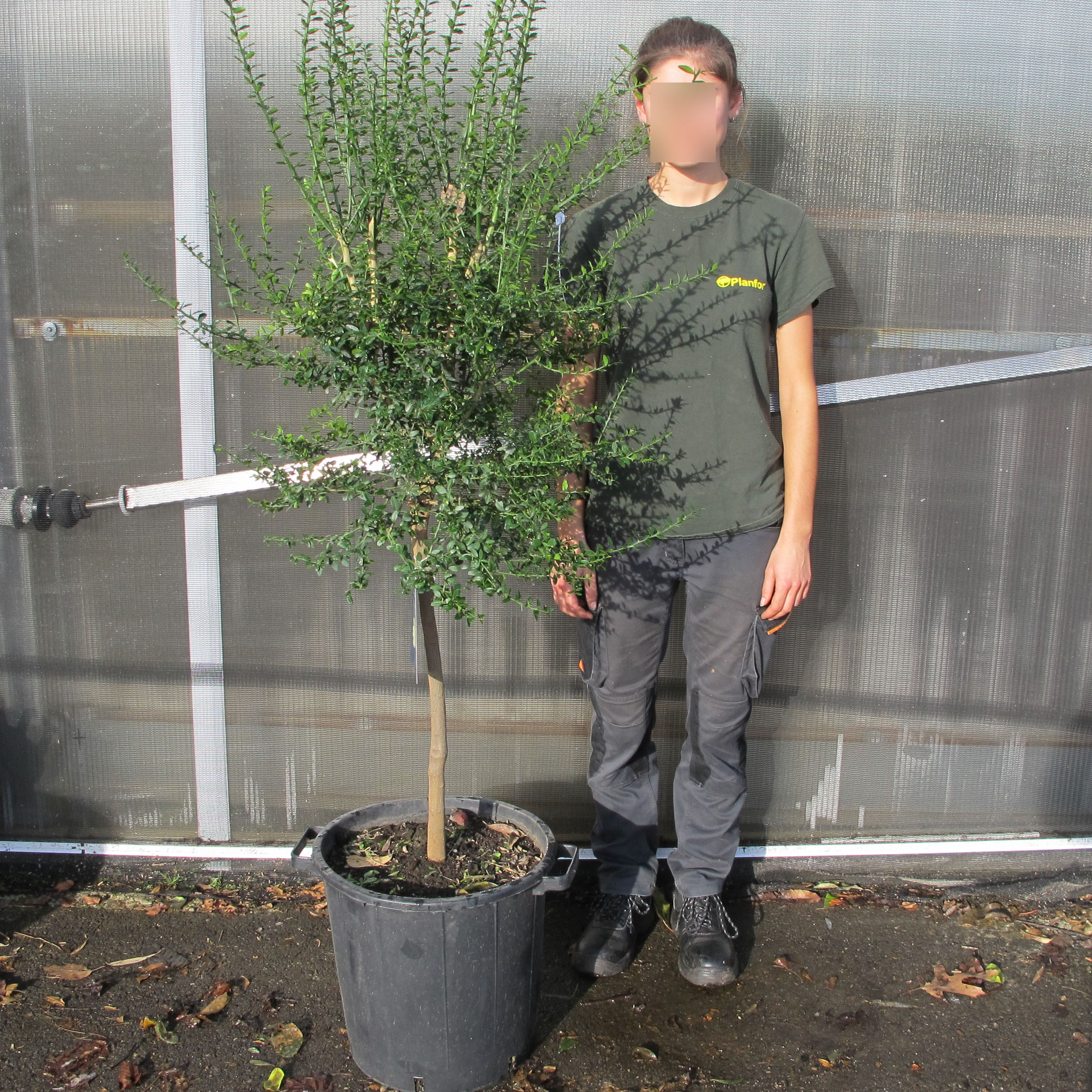 Citrón caviar : venta Citrón caviar / Microcitrus australasica 1