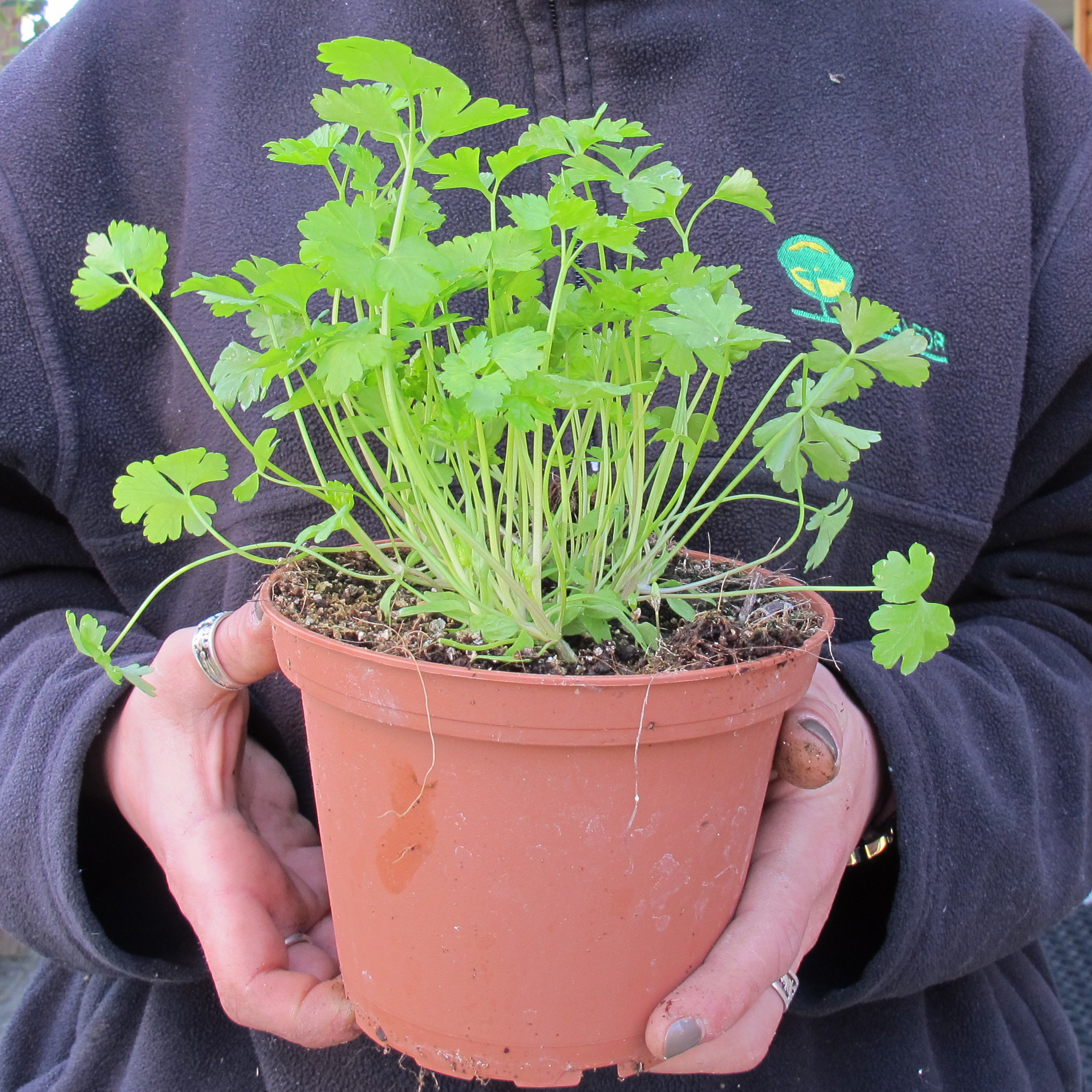 Perejil : venta Perejil / Petroselinum crispum