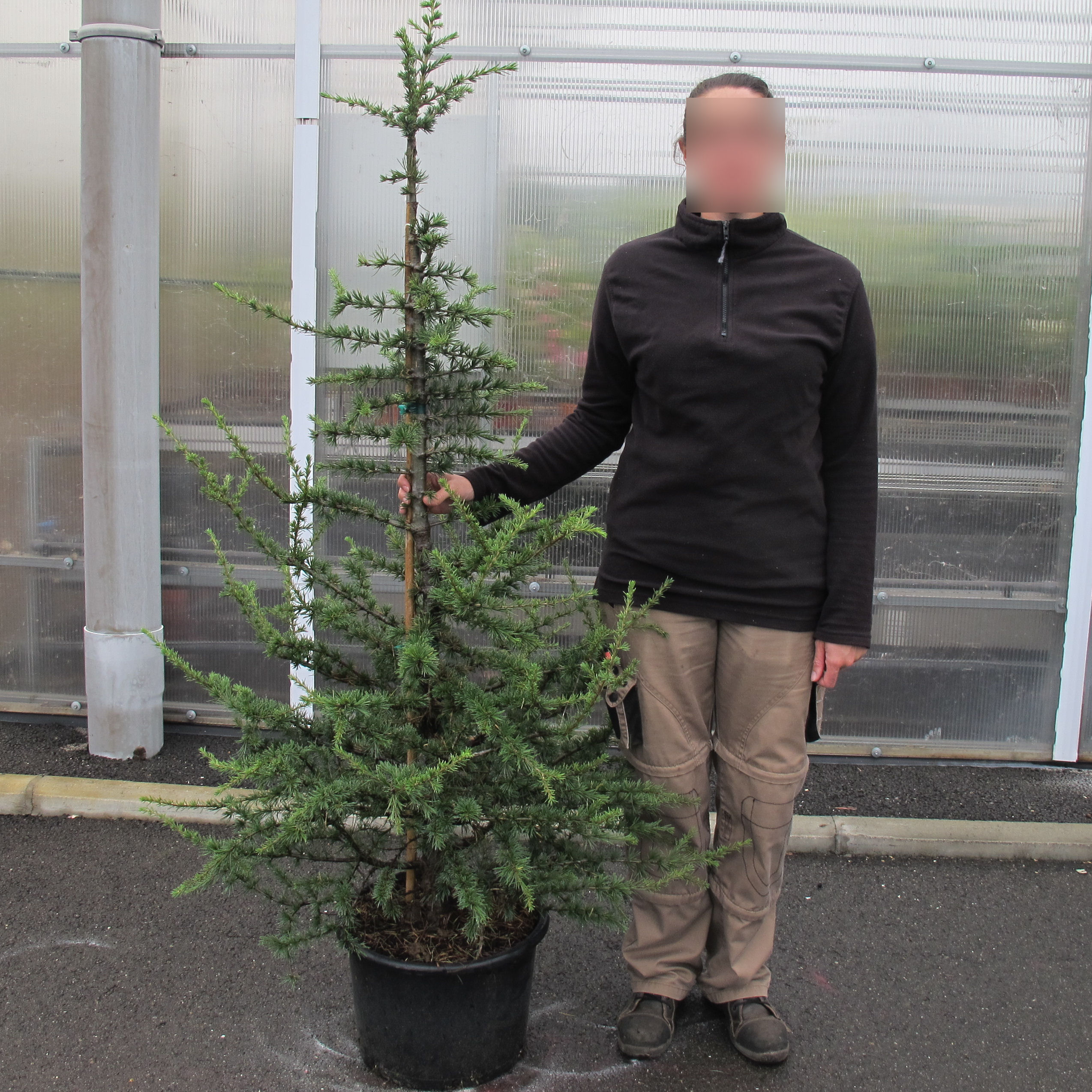 Cedro del Atlas : venta Cedro del Atlas / Cedrus atlantica