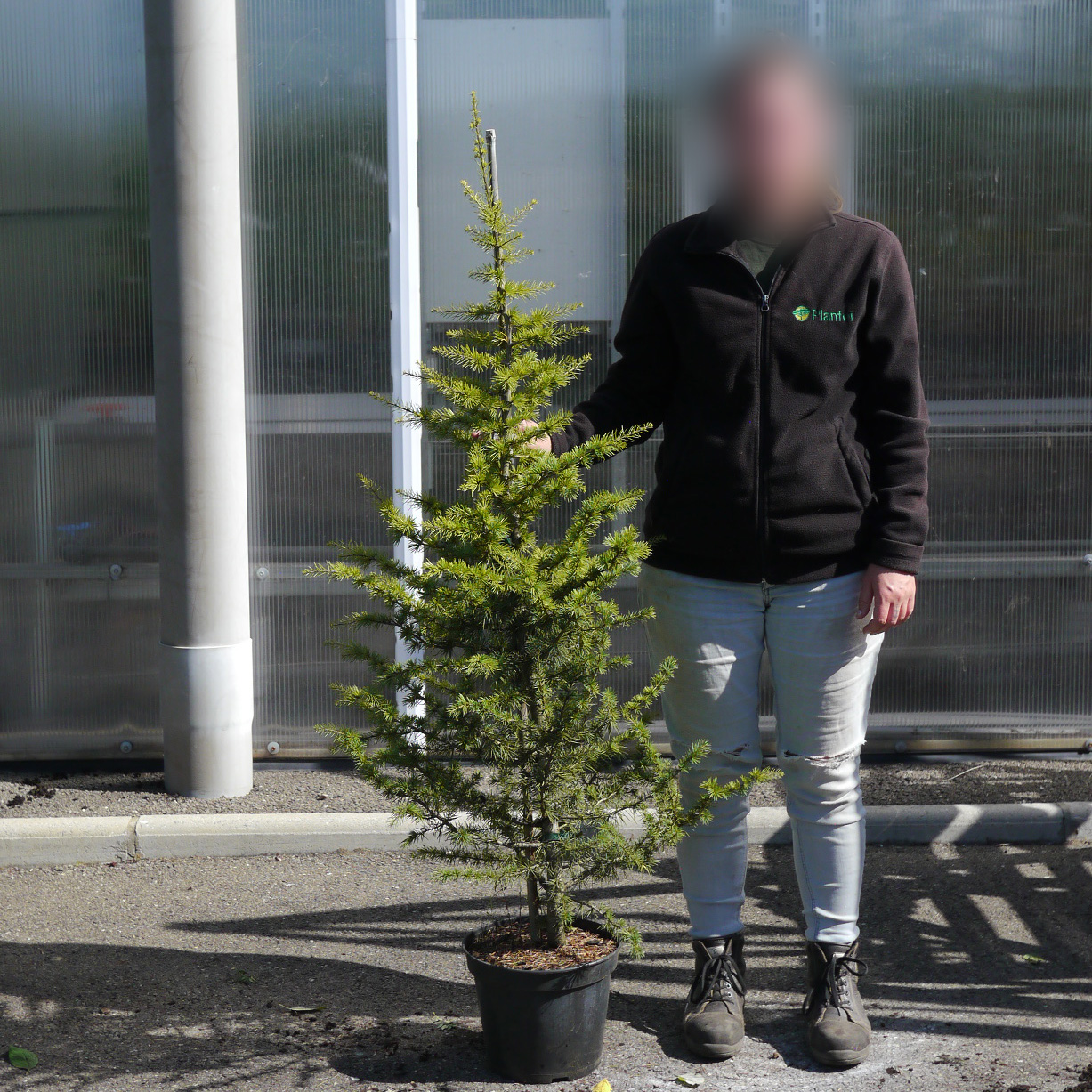 Cedro del Atlas : venta Cedro del Atlas / Cedrus atlantica