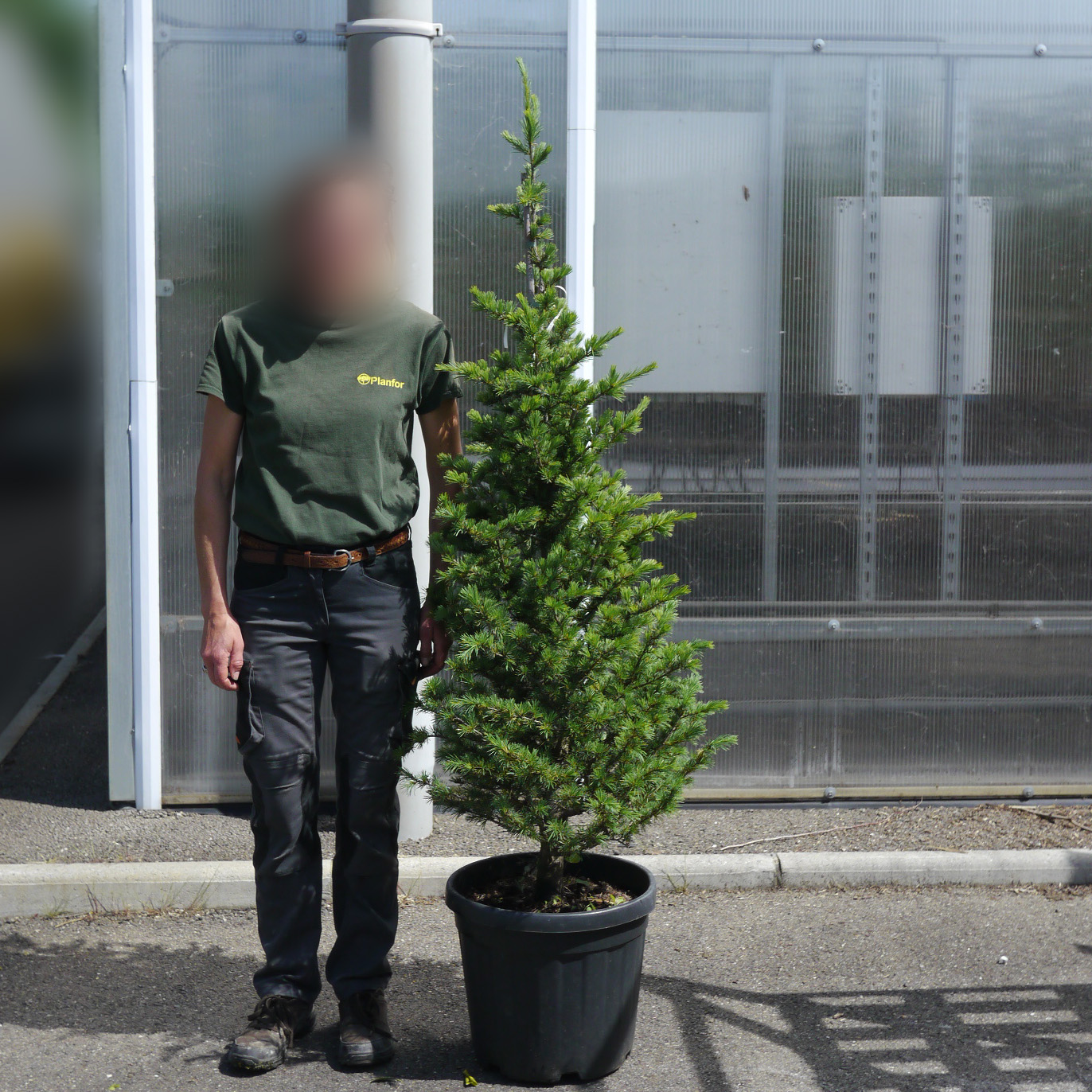 Cedro del Atlas : venta Cedro del Atlas / Cedrus atlantica