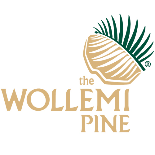 Pino Wollemi : venta Pino Wollemi / Wollemia nobilis Jones