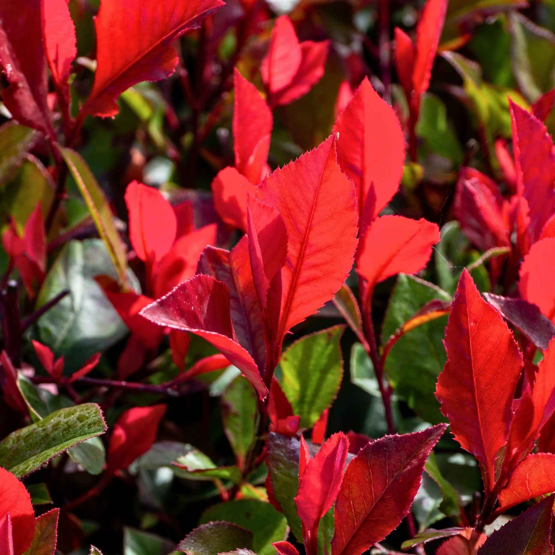 Fotinia enana : venta Fotinia enana / Photinia fraseri 'Little Red Robin'