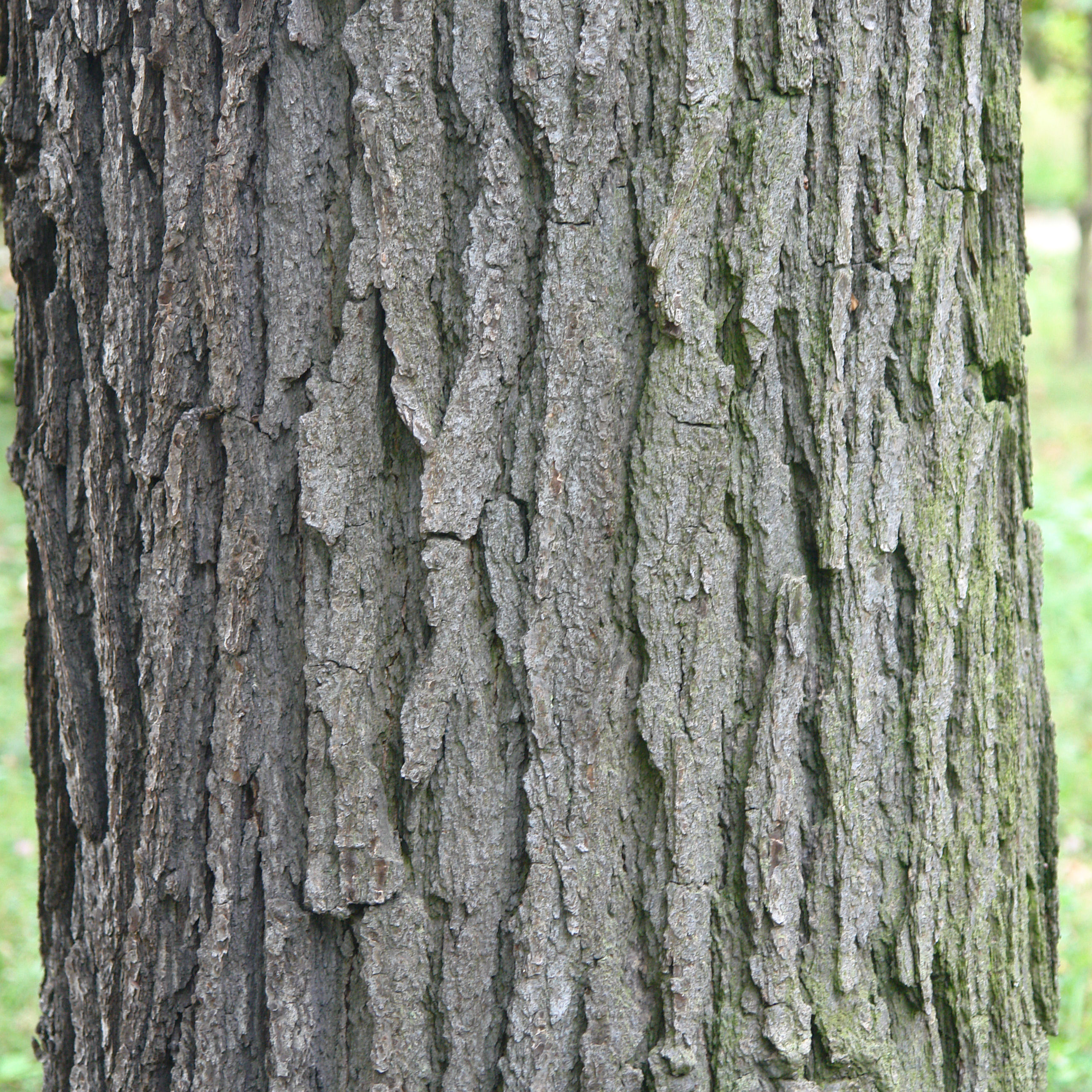 Roble blanco de California : venta Roble blanco de California / Quercus ...