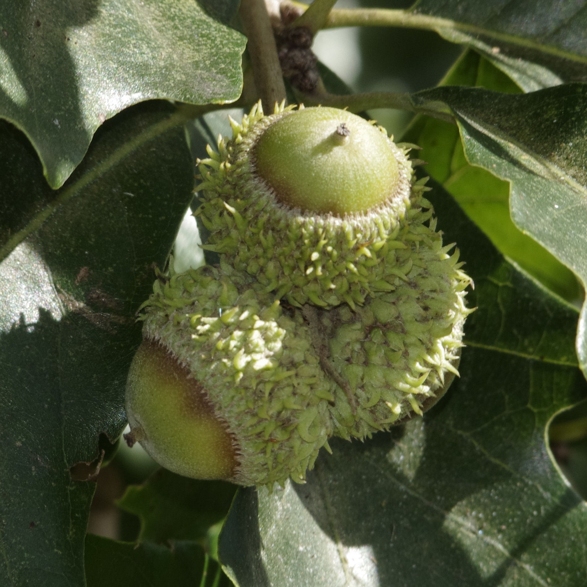 Roble blanco de California : venta Roble blanco de California / Quercus ...