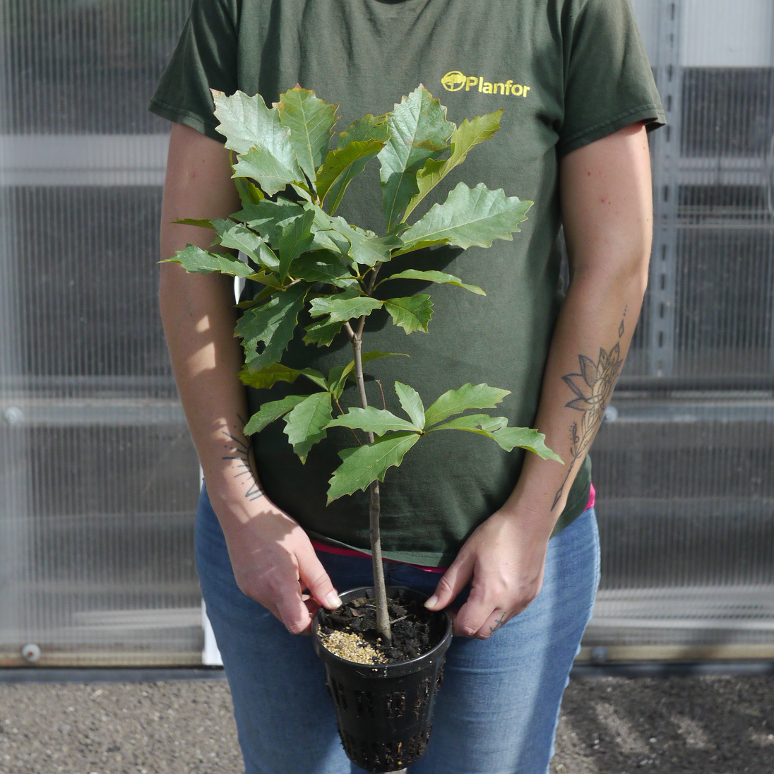 Roble blanco de California : venta Roble blanco de California / Quercus ...