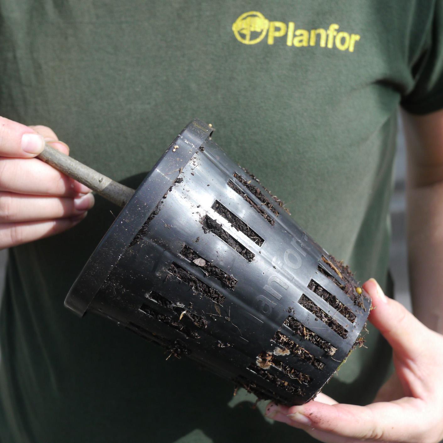 Roble blanco de California : venta Roble blanco de California / Quercus ...