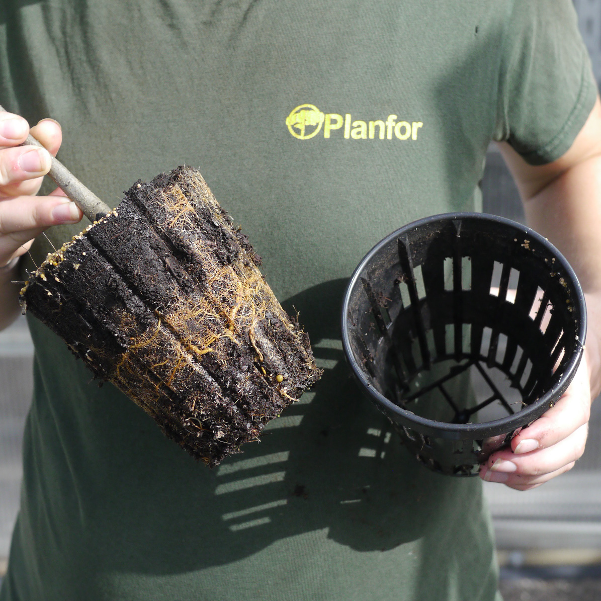 Roble blanco de California : venta Roble blanco de California / Quercus ...