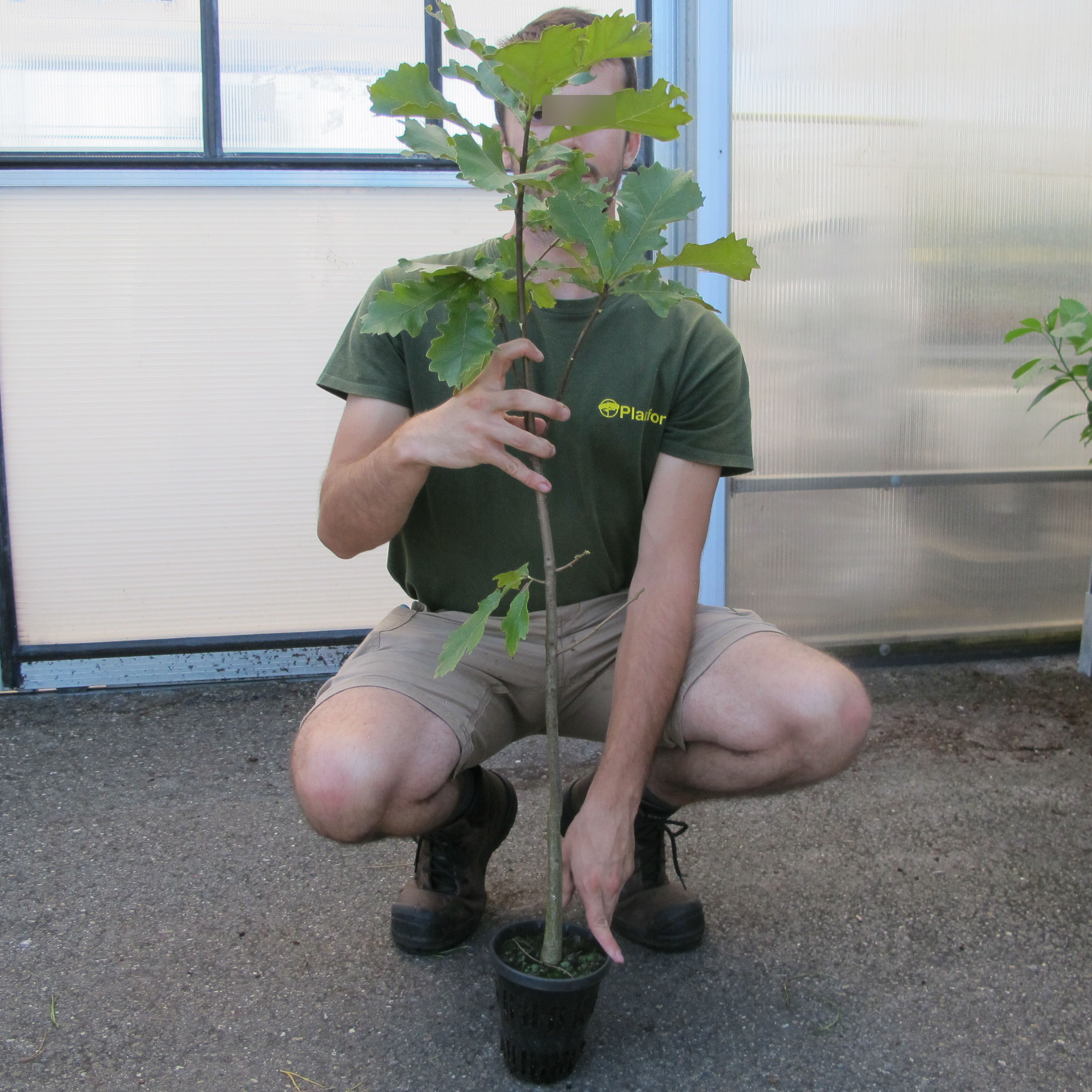 Roble blanco de California : venta Roble blanco de California / Quercus ...