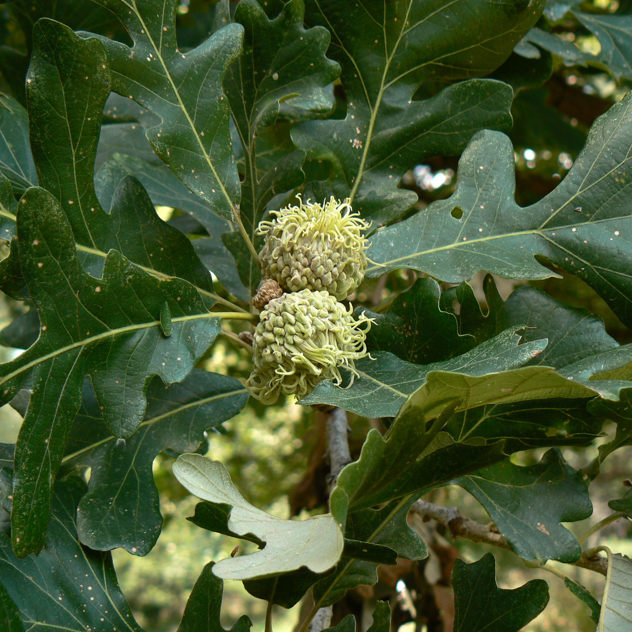 Roble de frutos grandes : venta Roble de frutos grandes / Quercus ...