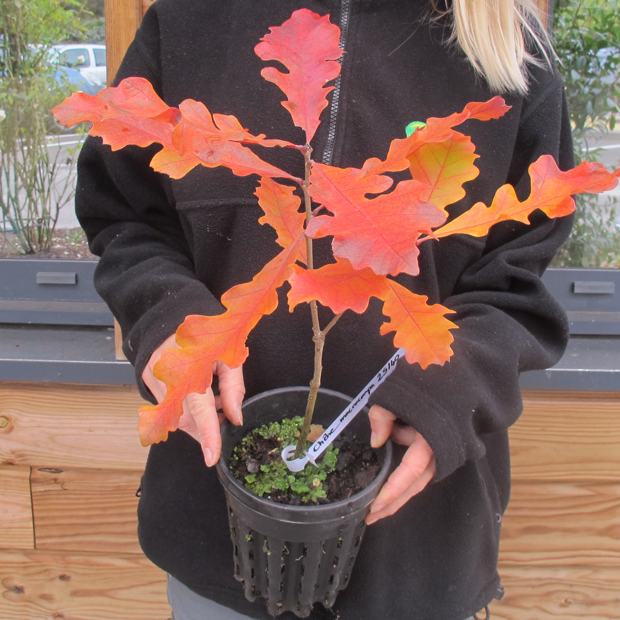 Roble de frutos grandes : venta Roble de frutos grandes / Quercus ...