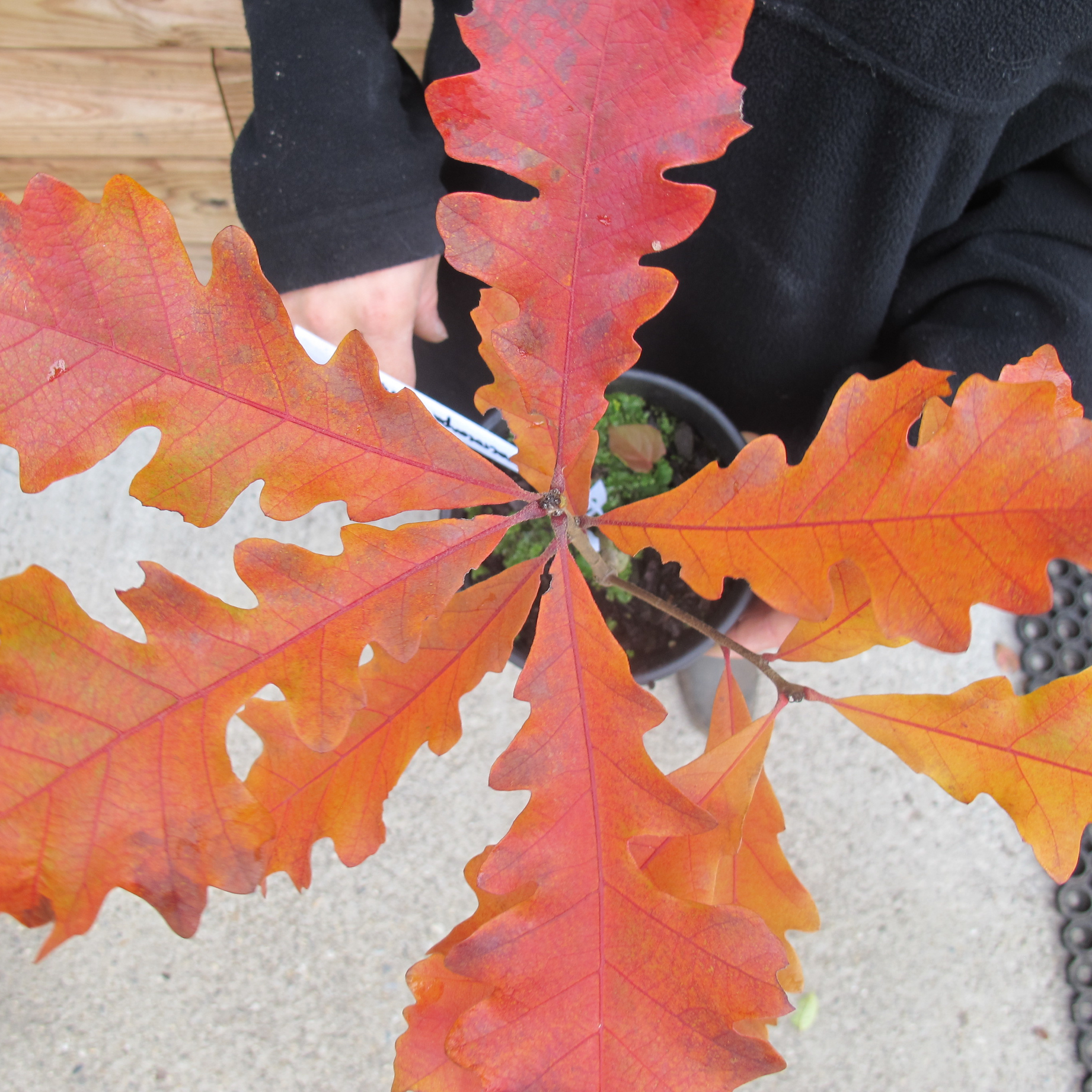 Roble de frutos grandes : venta Roble de frutos grandes / Quercus ...