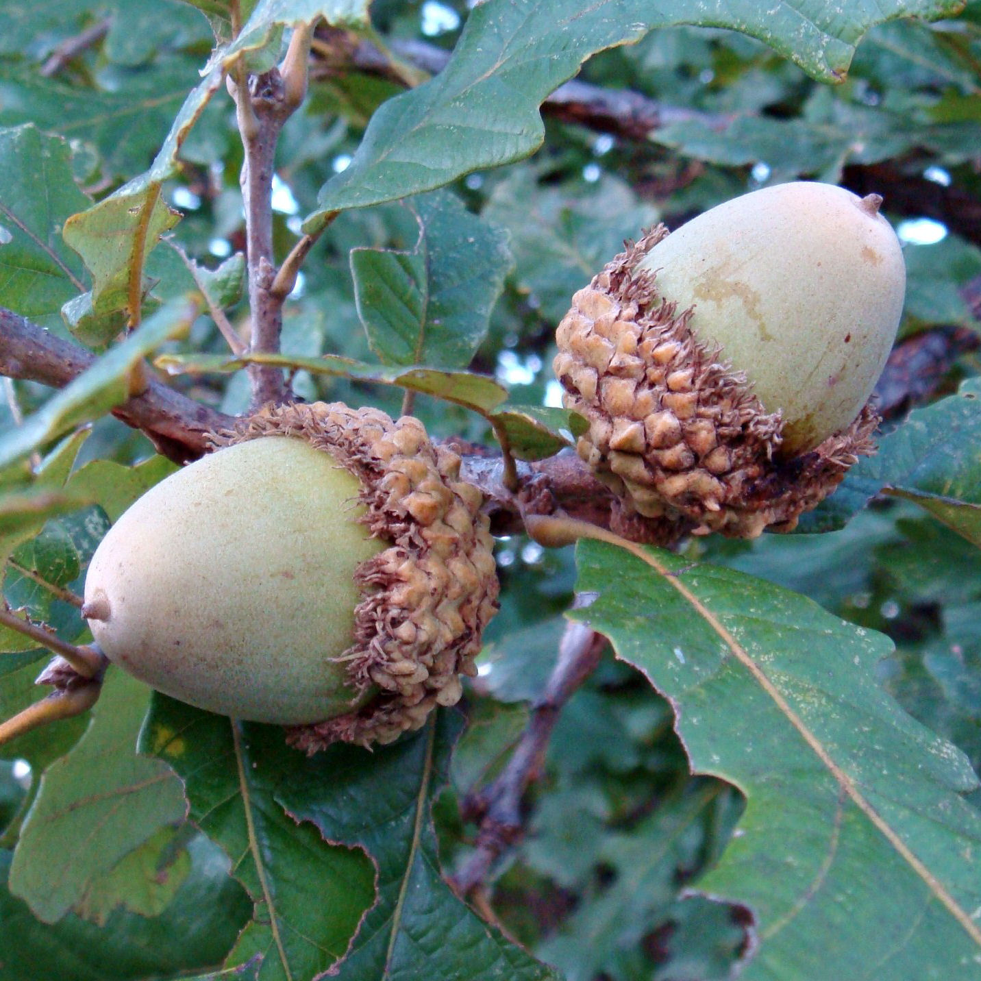 Roble de frutos grandes : venta Roble de frutos grandes / Quercus ...