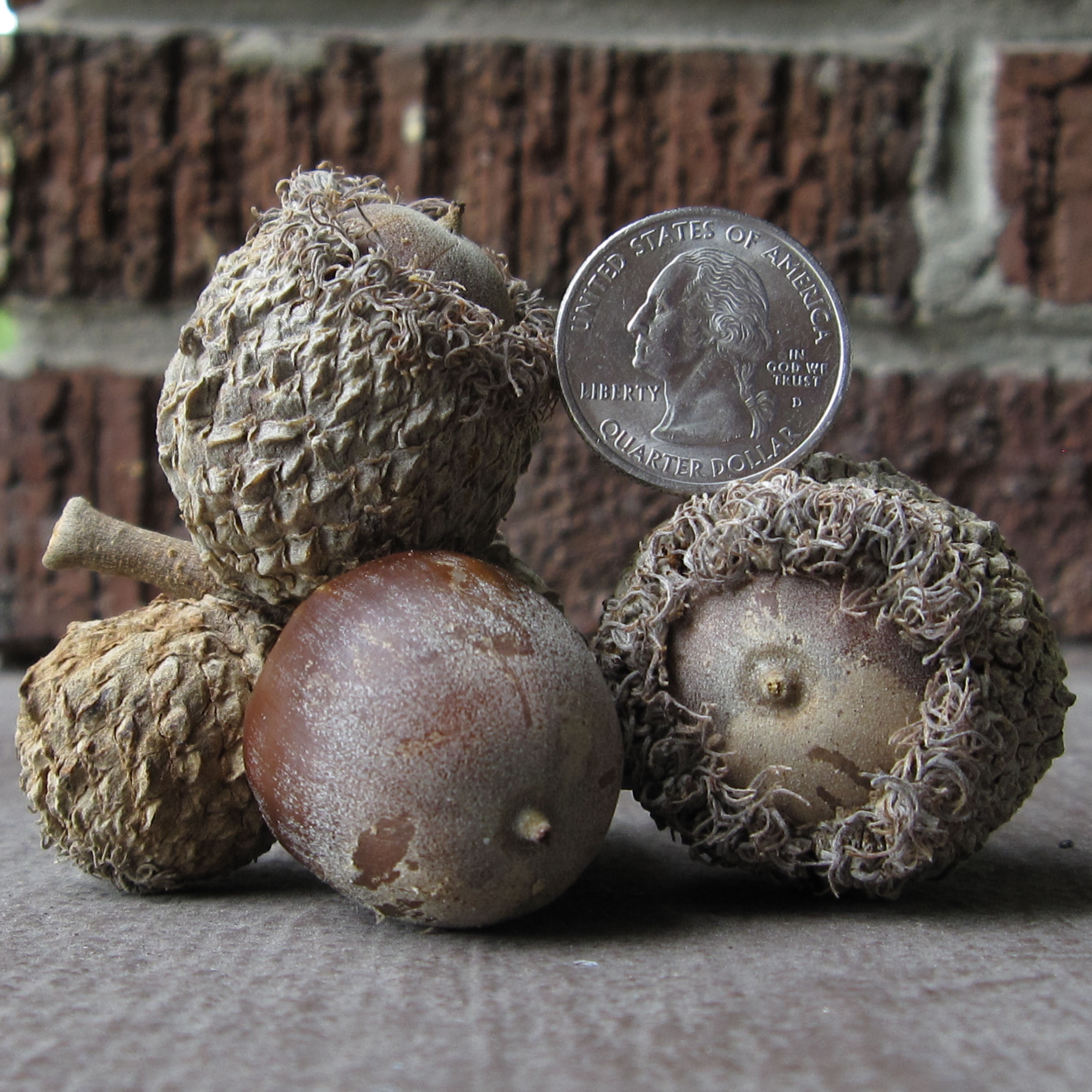 Roble de frutos grandes : venta Roble de frutos grandes / Quercus ...