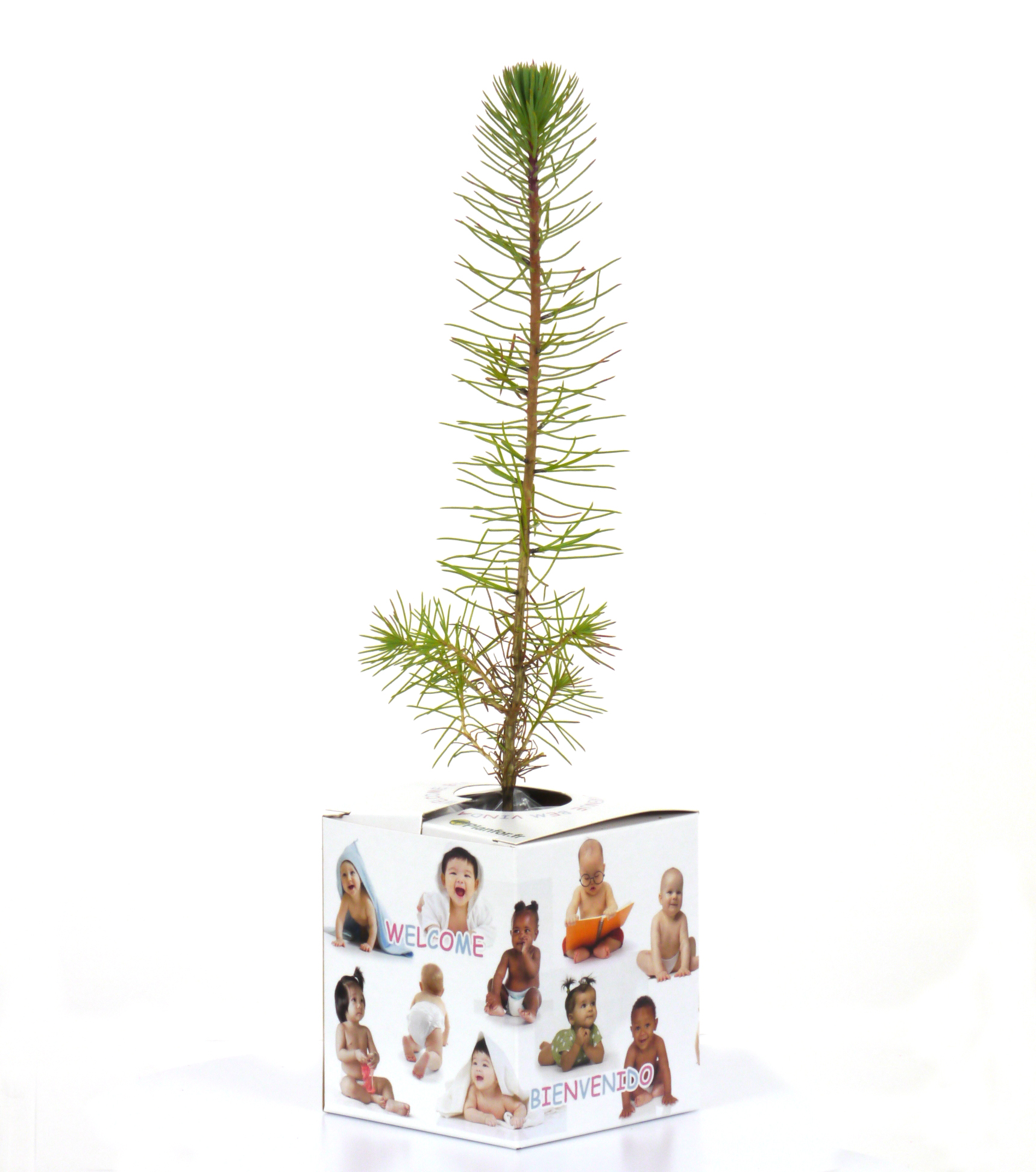 Bebé Pino para un nacimiento o bautizo : venta Bebé Pino para un ...