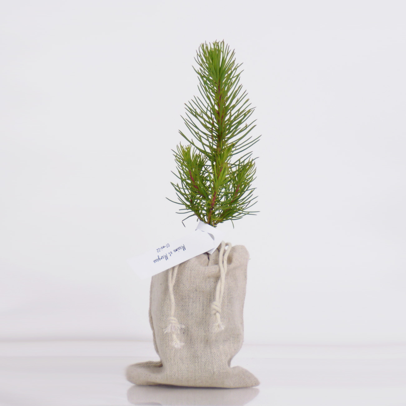 Bebé Pino para un nacimiento o bautizo : venta Bebé Pino para un ...