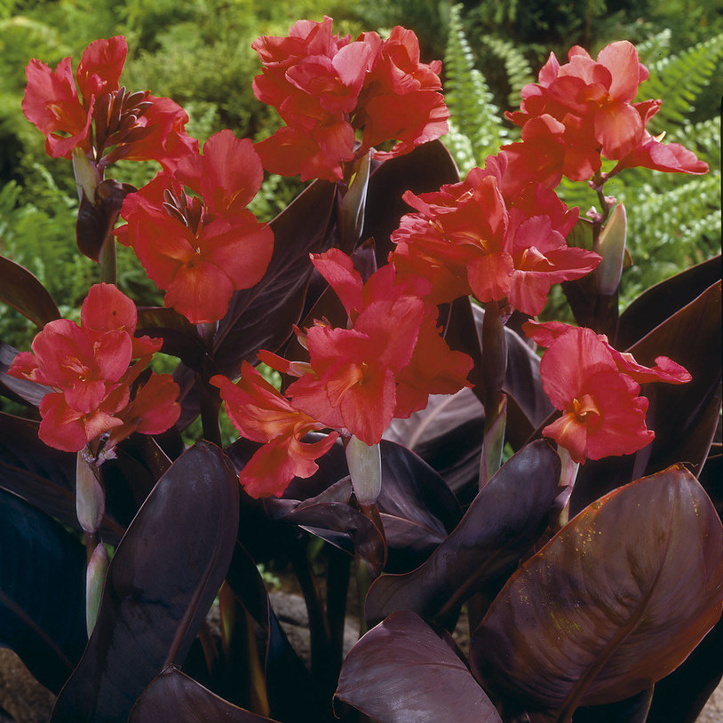 Canna 'Pink Furority' : venta Canna 'Pink Furority'
