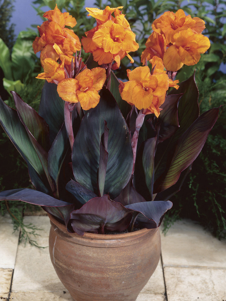 Canna Naranja Wyoming : venta Canna Naranja Wyoming