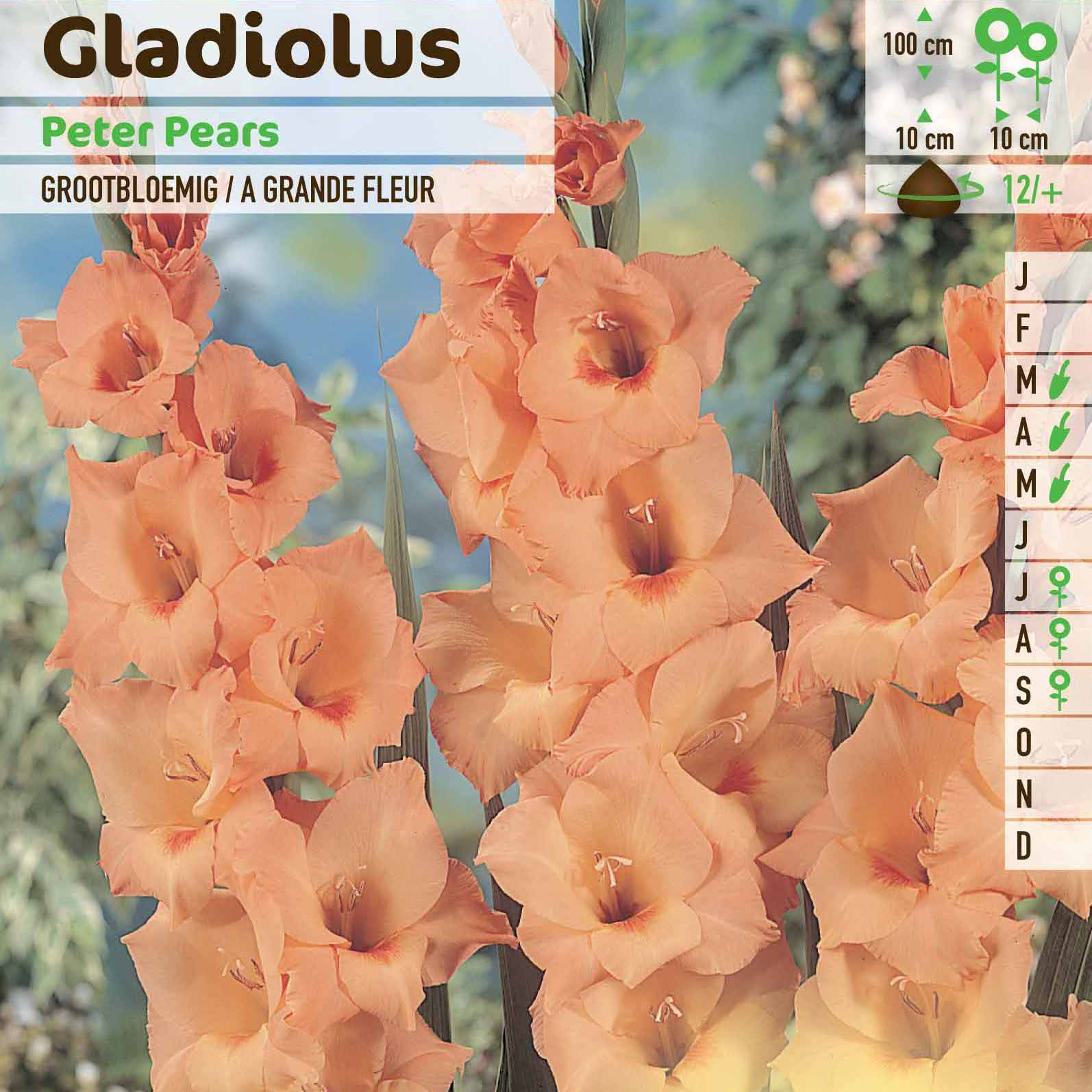 Gladiolo 'Peter Pears' : venta Gladiolo 'Peter Pears'