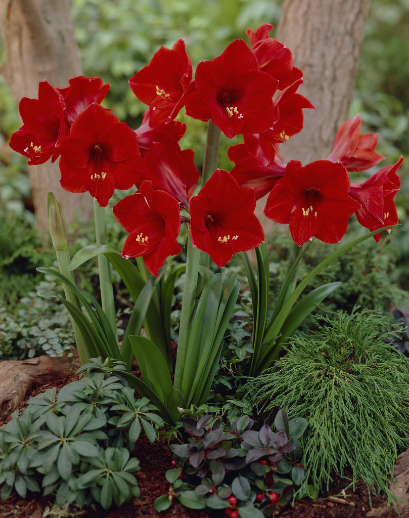 Amarilis 'Red Lion' simple : venta Amarilis 'Red Lion' simple