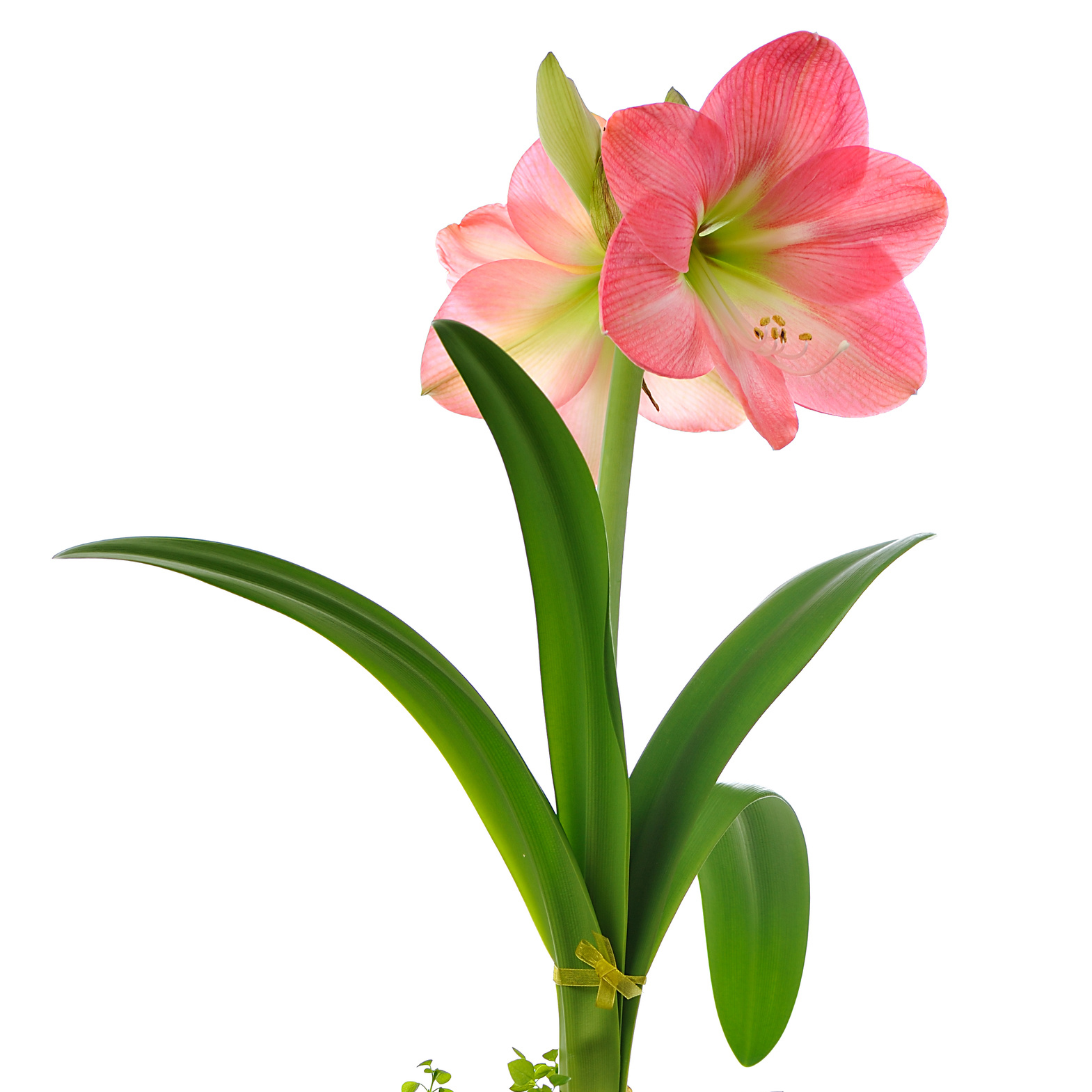 Amarilis Rosa simple : venta Amarilis Rosa simple