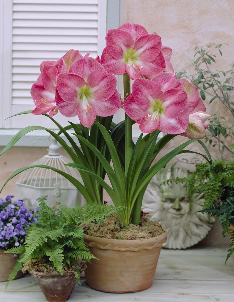 Amarilis Rosa simple : venta Amarilis Rosa simple