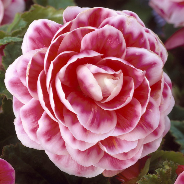 Begonia Doble 'Camelia' : venta Begonia Doble 'Camelia'