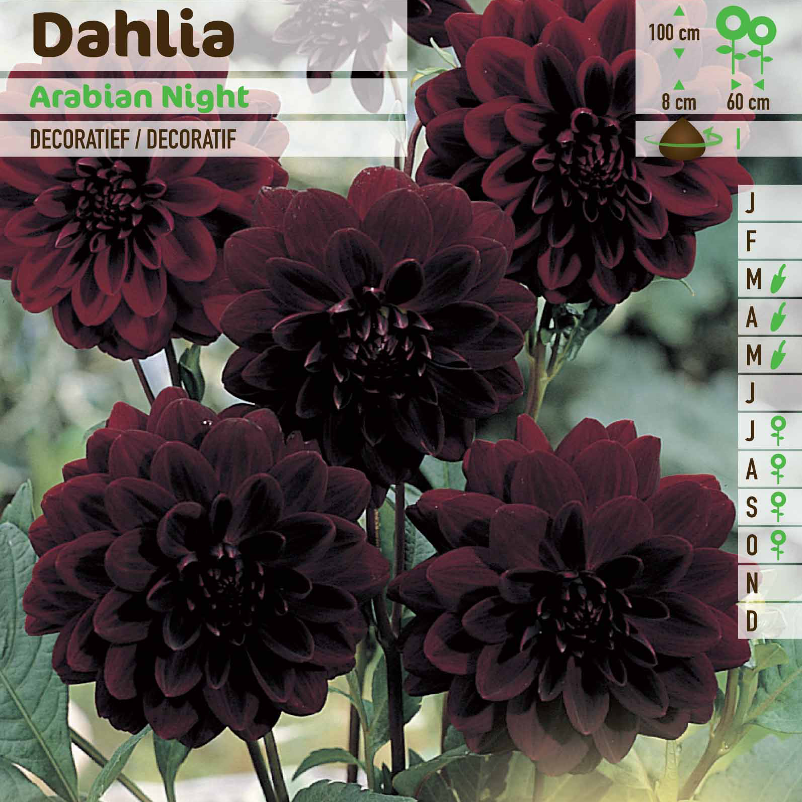 Dalia Decorativa 'Arabian Night' : venta Dalia Decorativa 'Arabian Night'