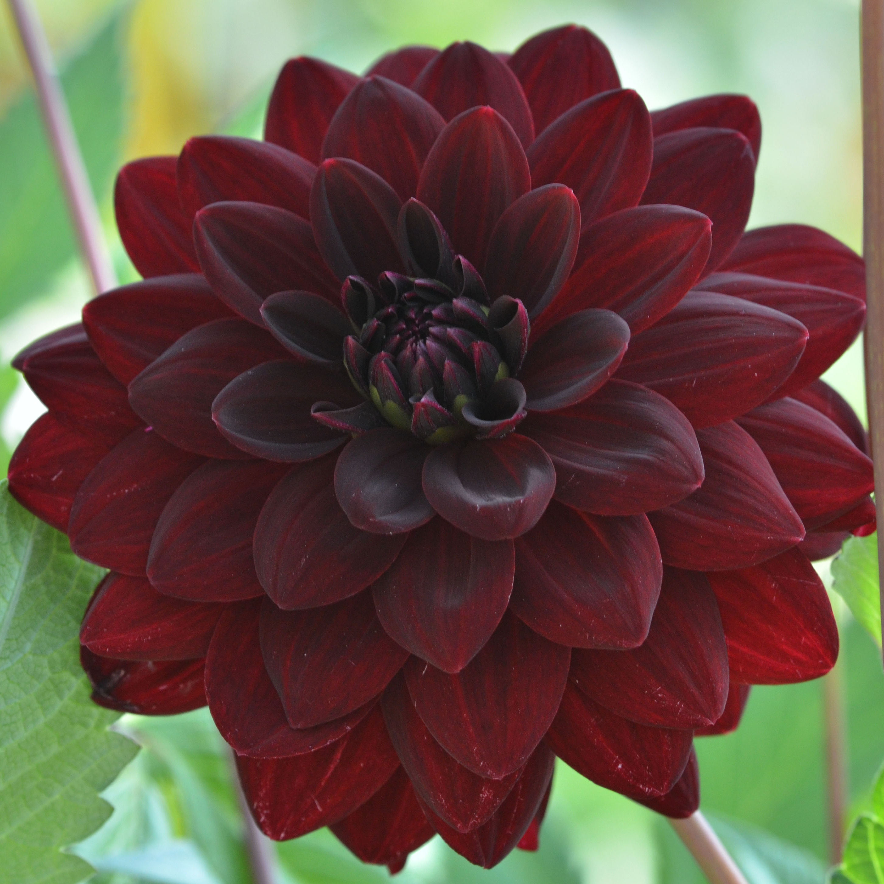 Dalia Decorativa 'Arabian Night' : venta Dalia Decorativa 'Arabian Night'