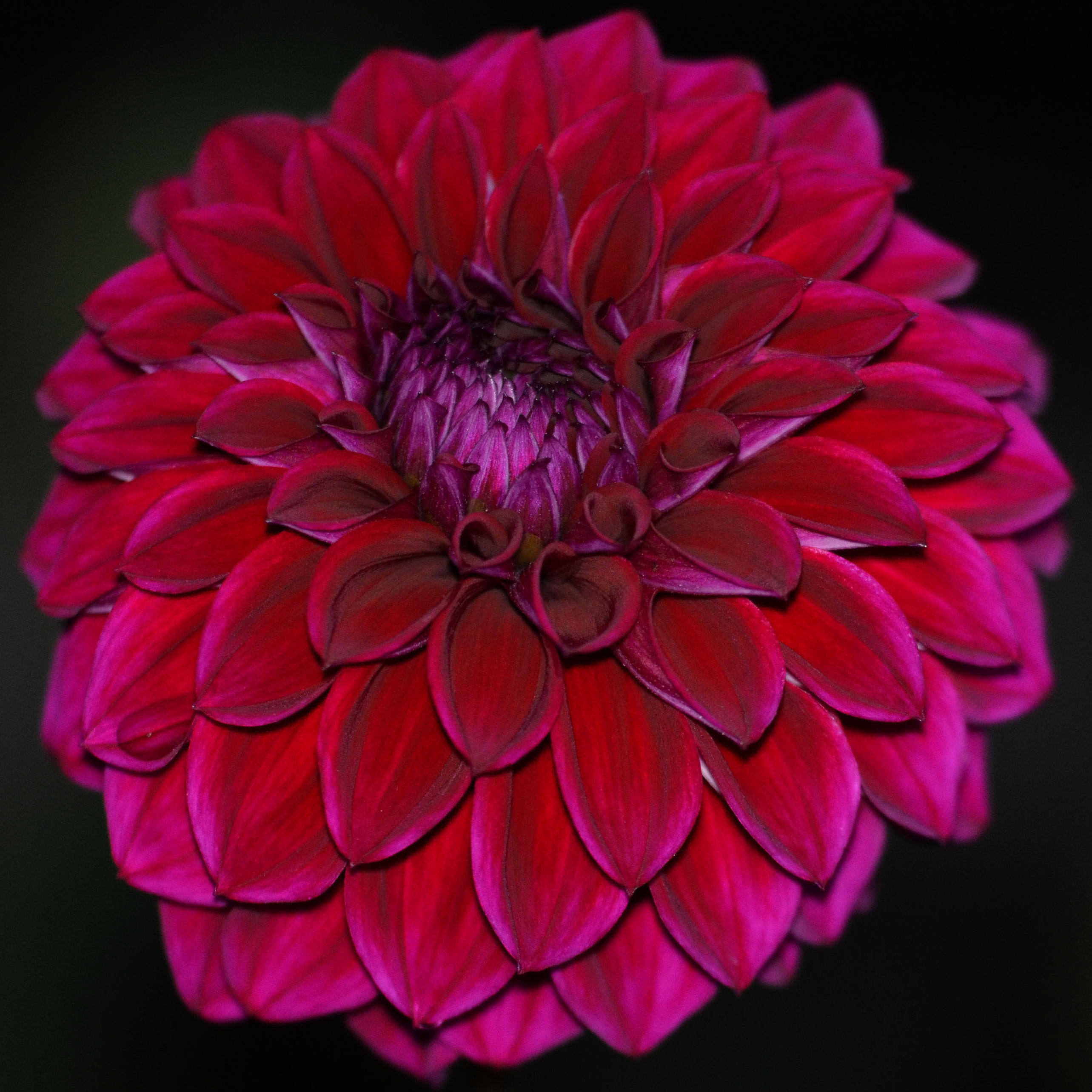 Dalia Decorativa 'Arabian Night' : venta Dalia Decorativa 'Arabian Night'