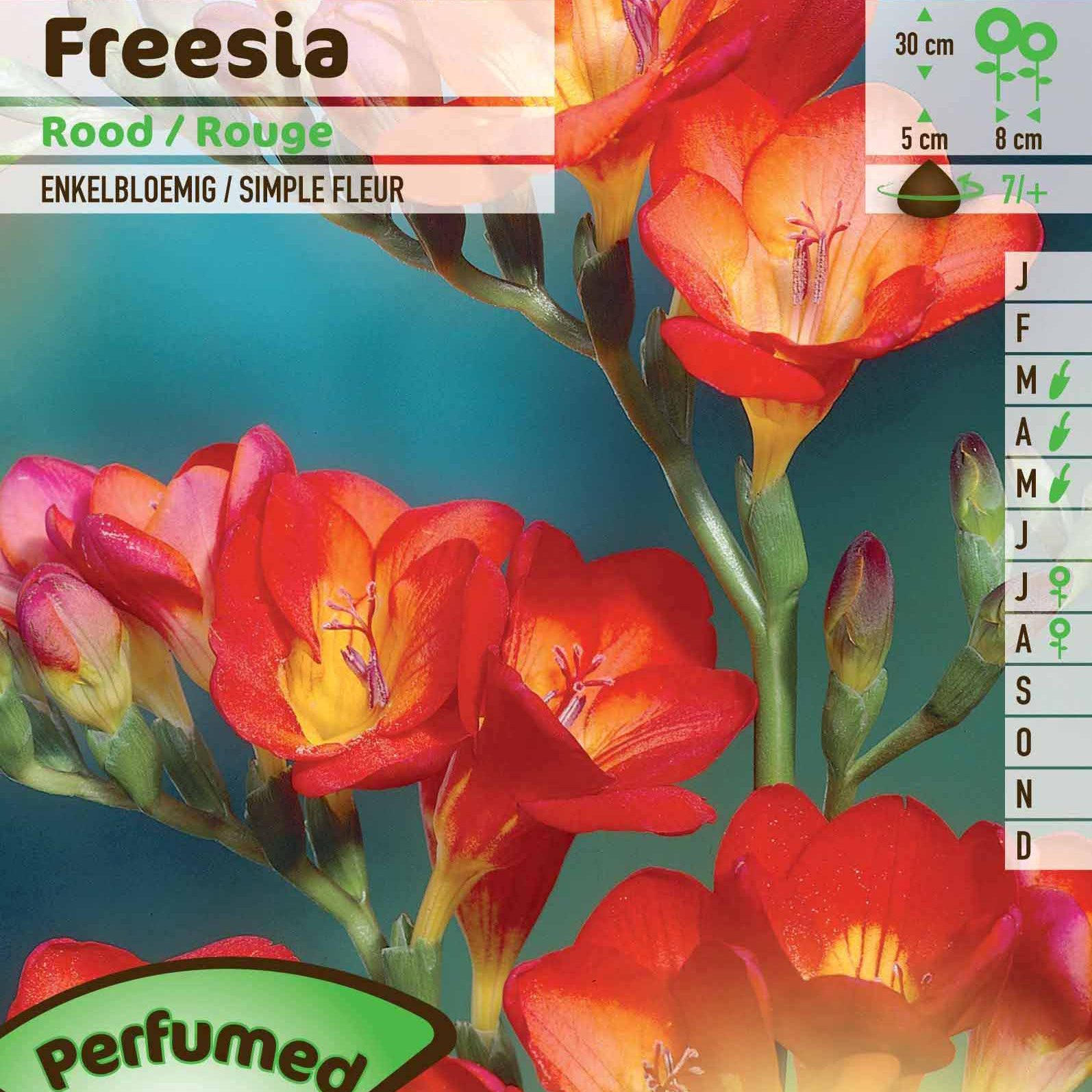 Freesia simple roja : venta Freesia simple roja