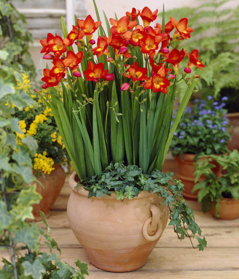 Freesia simple roja : venta Freesia simple roja