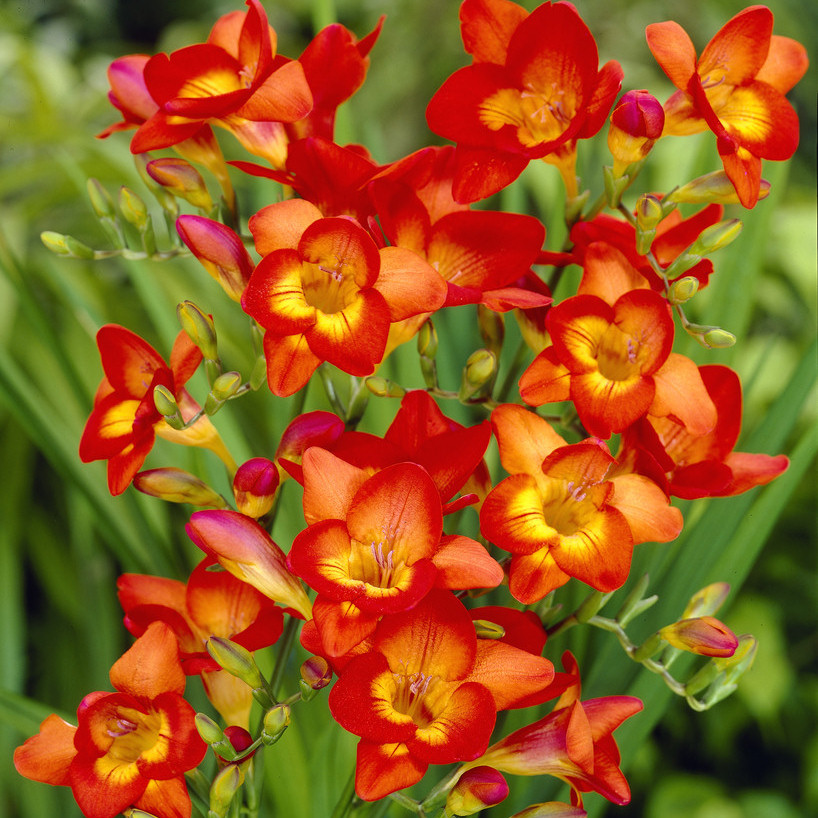 Freesia simple roja : venta Freesia simple roja