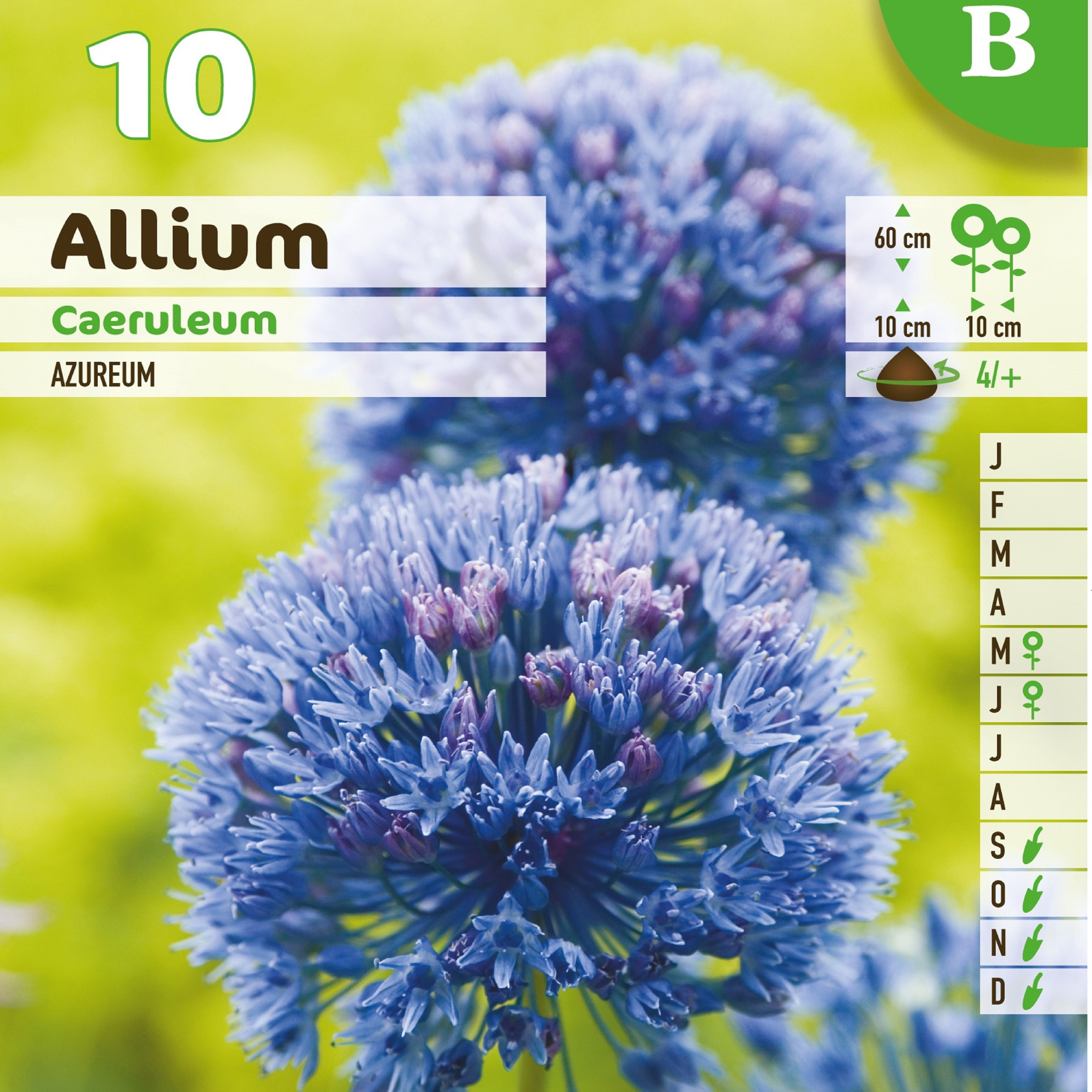 Ajo decorativo azul - Allium Caeruleum Azureum : venta Ajo decorativo ...