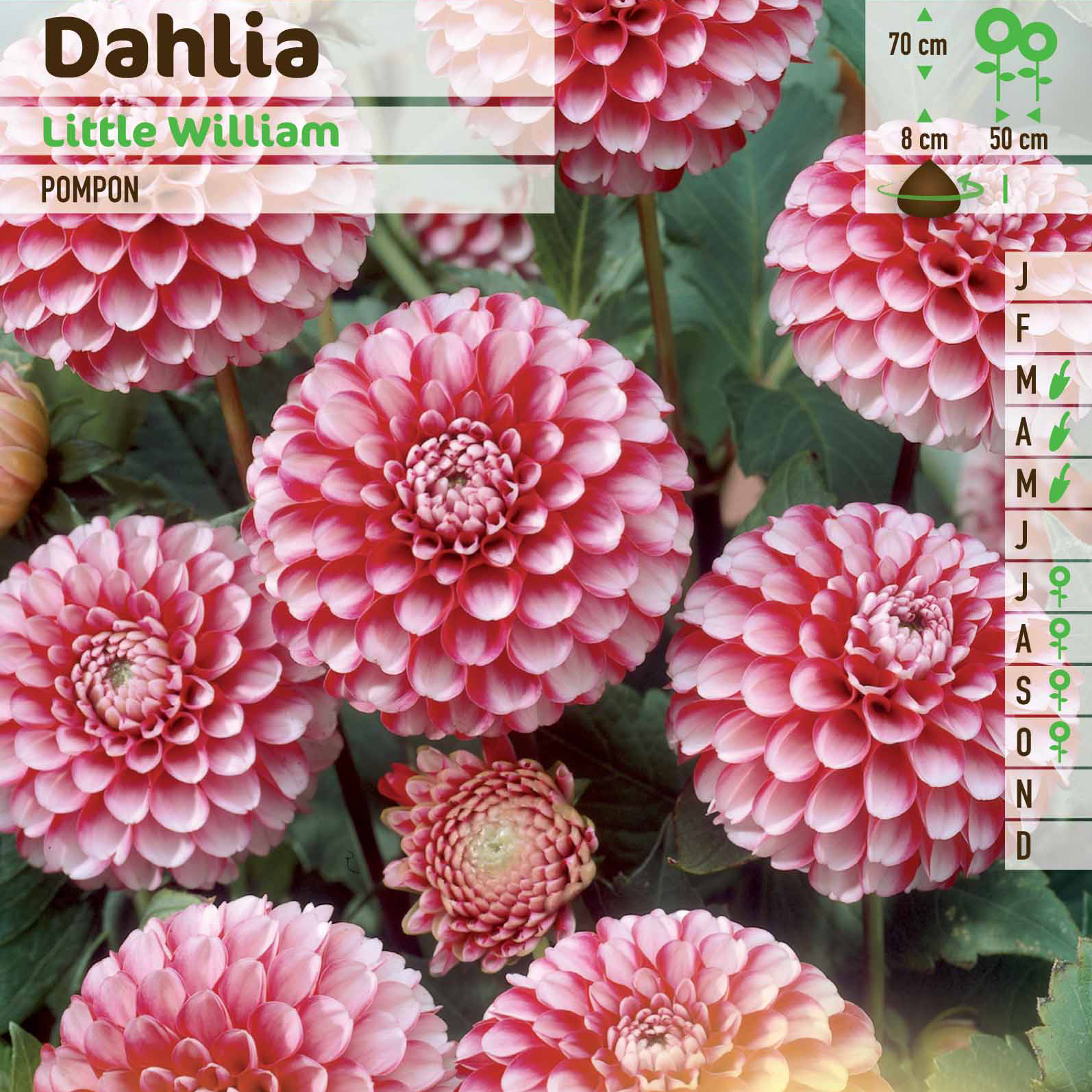 Dalia Pompón 'Little William' : venta Dalia Pompón 'Little William'