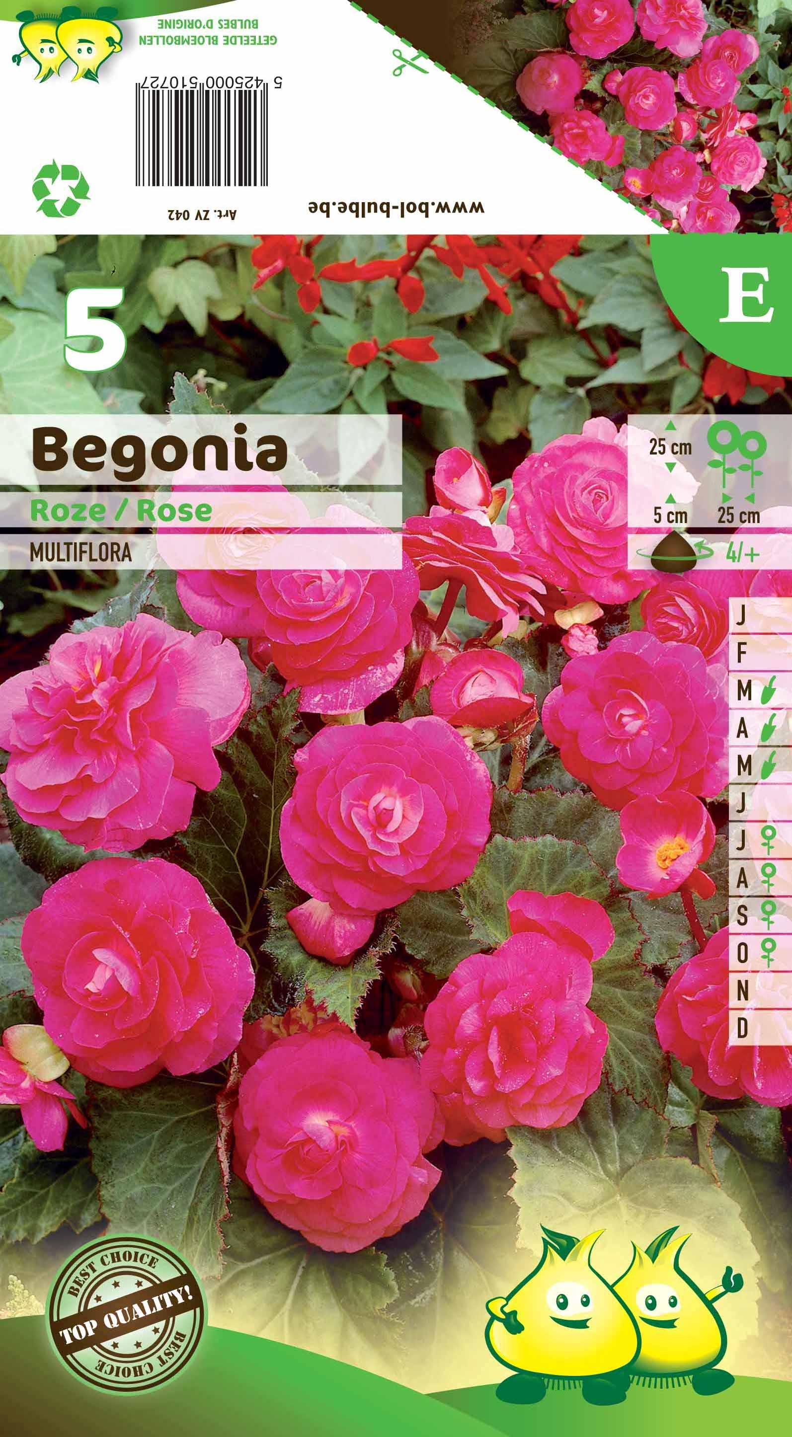 Begonia Multiflora Rosada : venta Begonia Multiflora Rosada